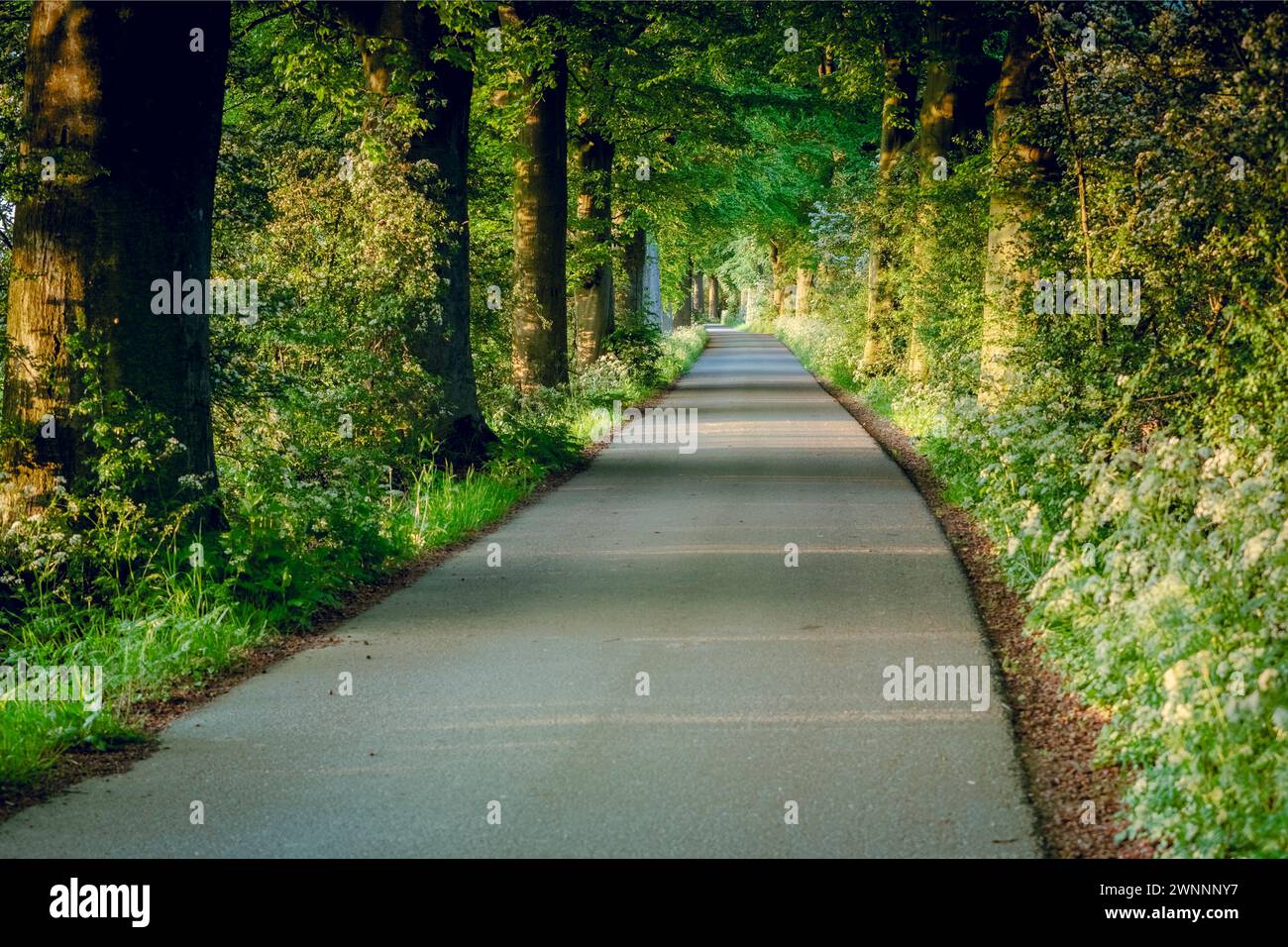 Country side road with monumental beech trees along the side of the ...