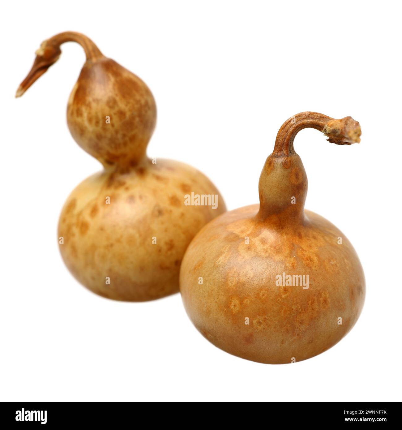 Calabash isolated on white background Stock Photo - Alamy