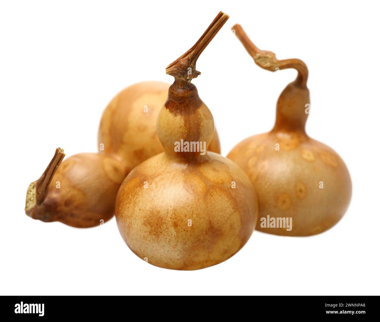 Calabash isolated on white background Stock Photo - Alamy