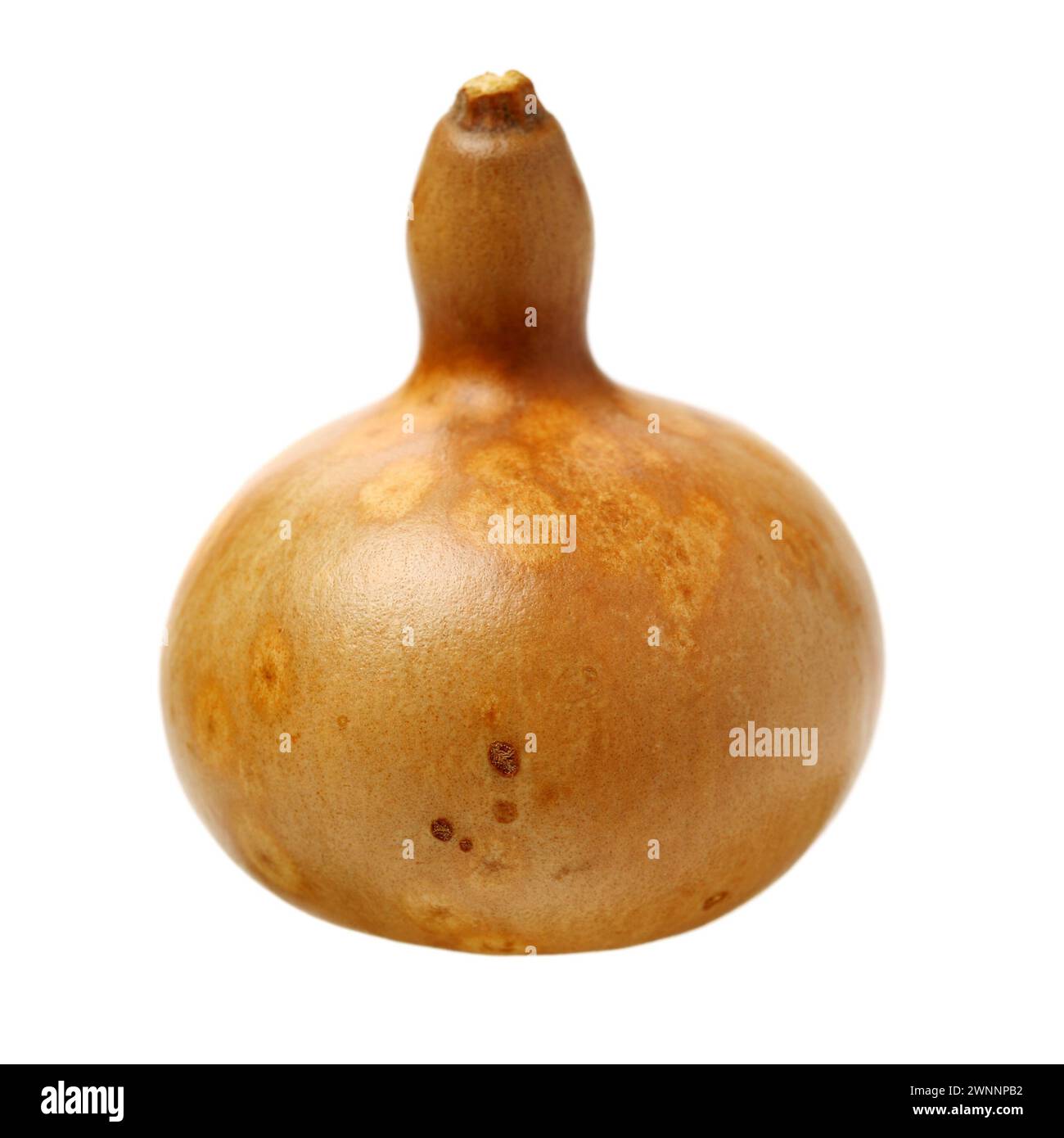 Calabash isolated on white background Stock Photo - Alamy