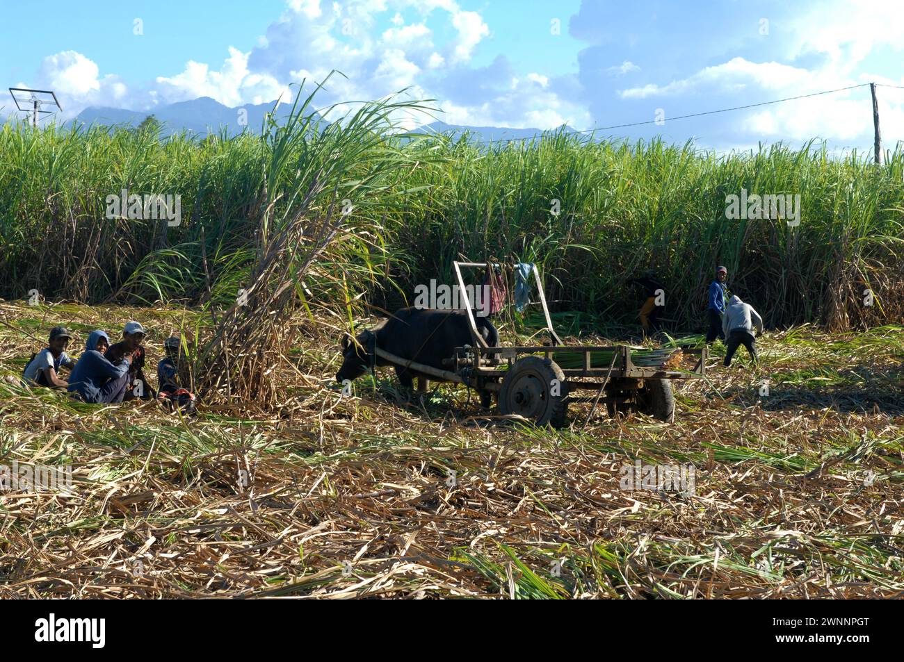 Sugar cane workers on a local sugar cane farm, near Cadiz City, Negros ...