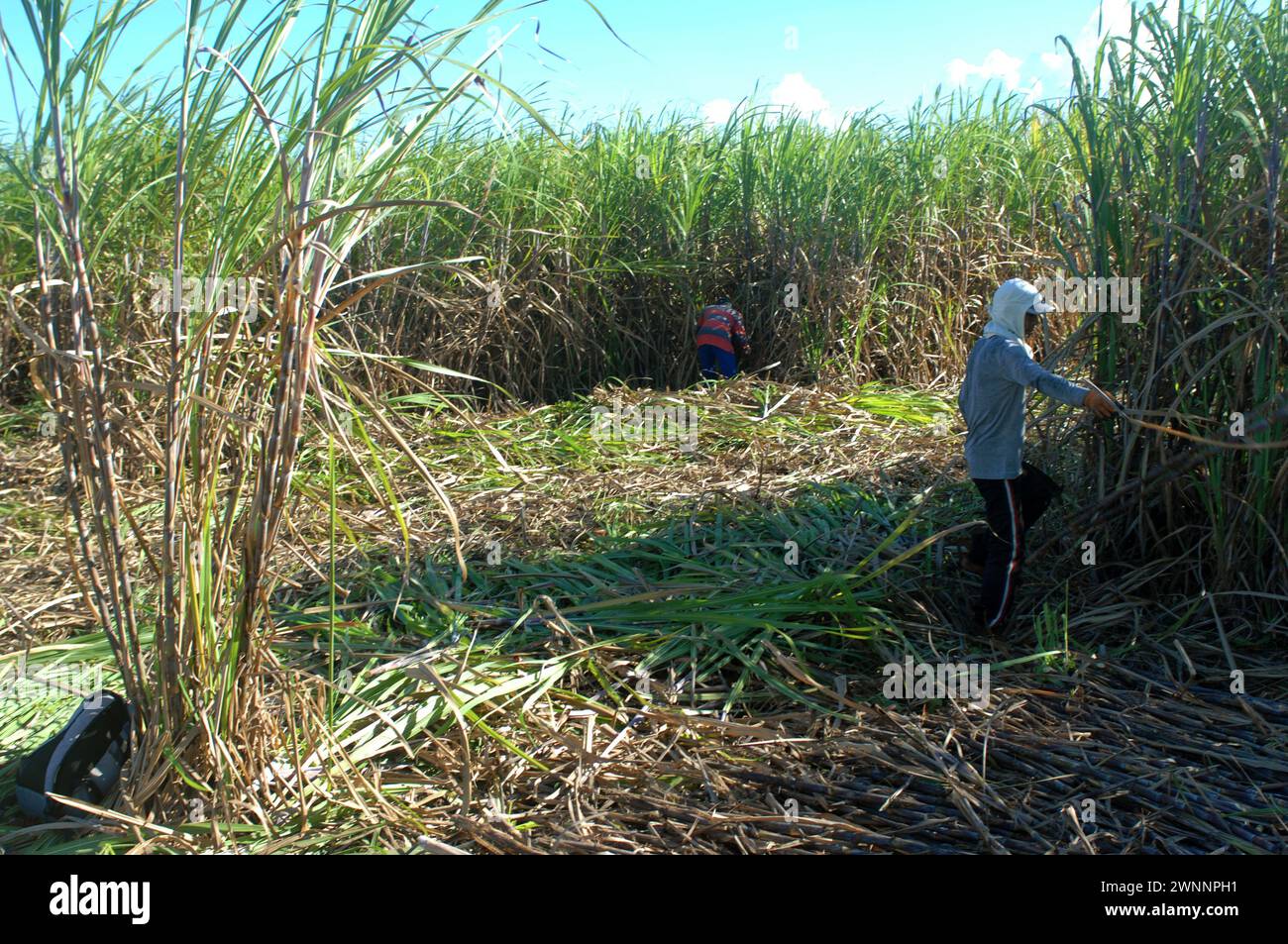 Negros philippines sugar cane hi-res stock photography and images - Alamy