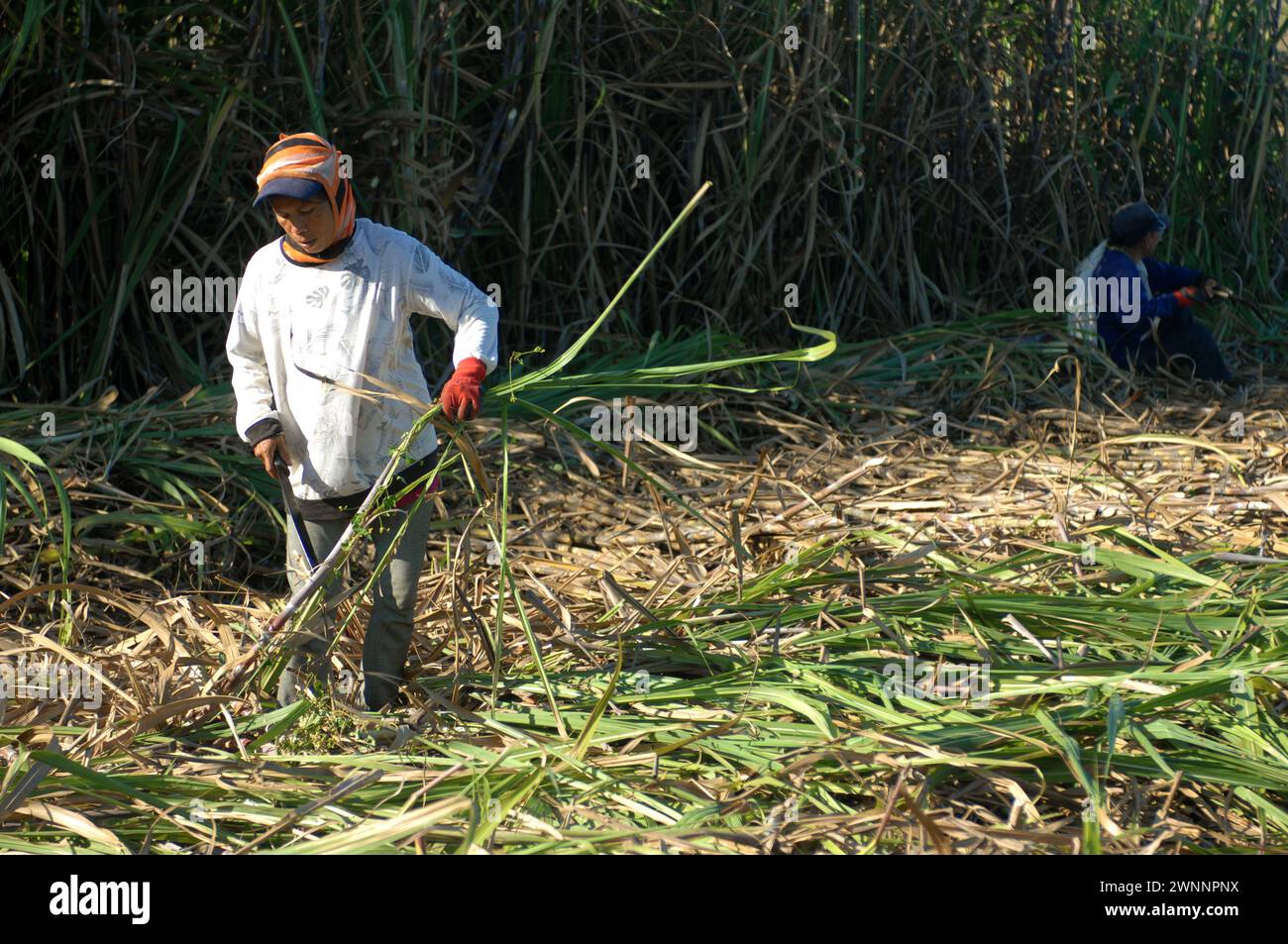 Sugar cane workers on a local sugar cane farm, near Cadiz City, Negros ...
