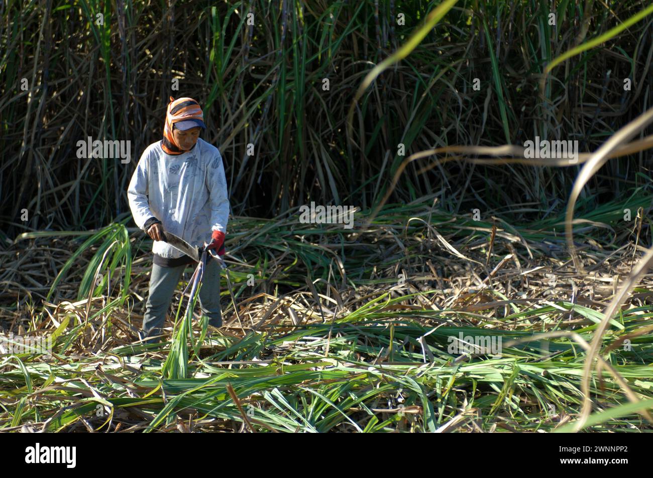 Sugar cane workers on a local sugar cane farm, near Cadiz City, Negros ...