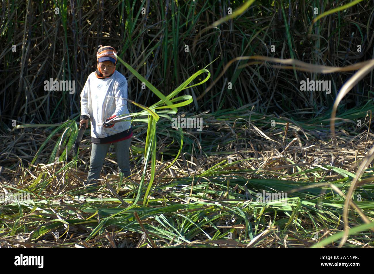 Sugar cane workers on a local sugar cane farm, near Cadiz City, Negros ...