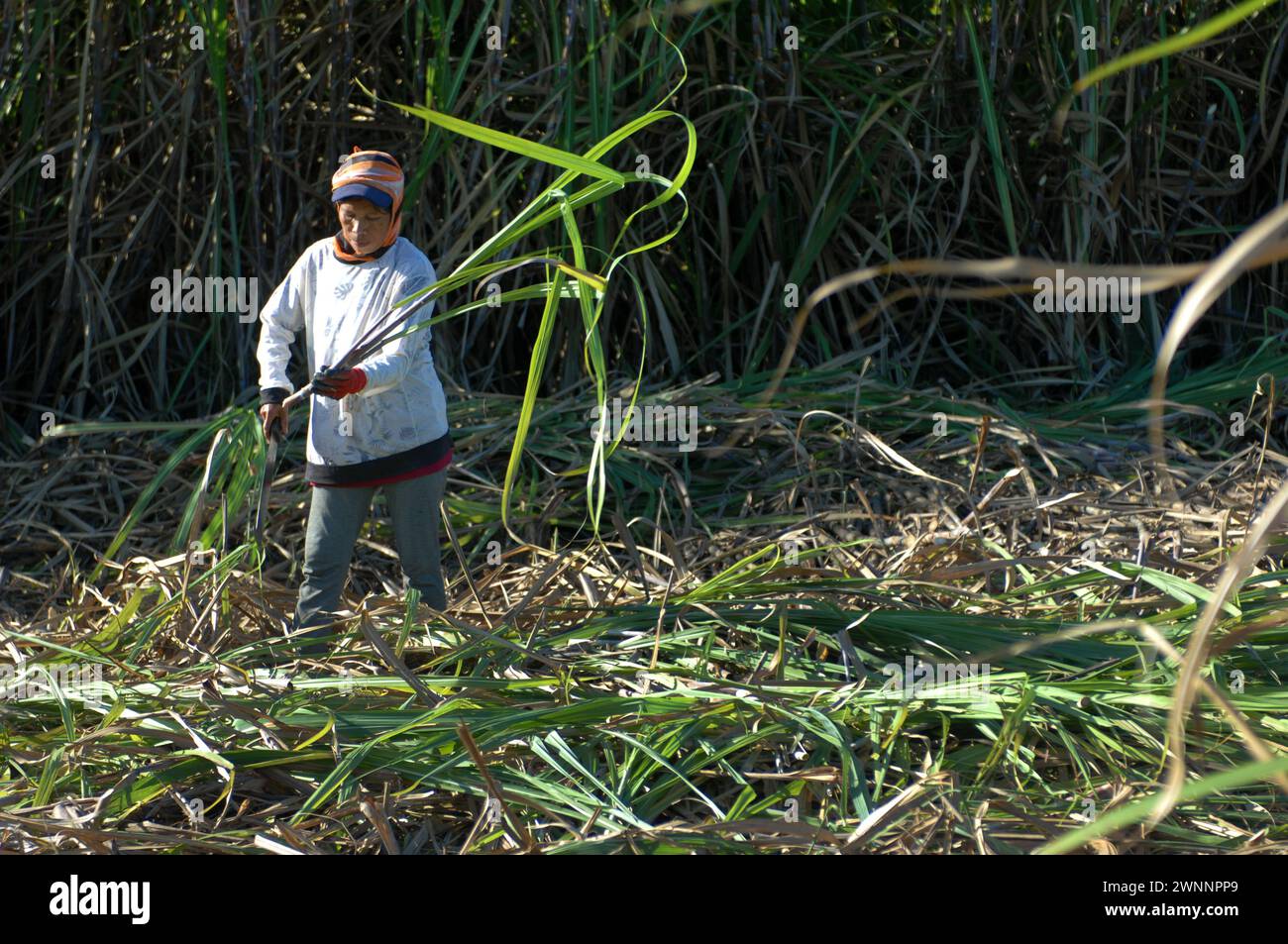 Sugar cane workers on a local sugar cane farm, near Cadiz City, Negros ...