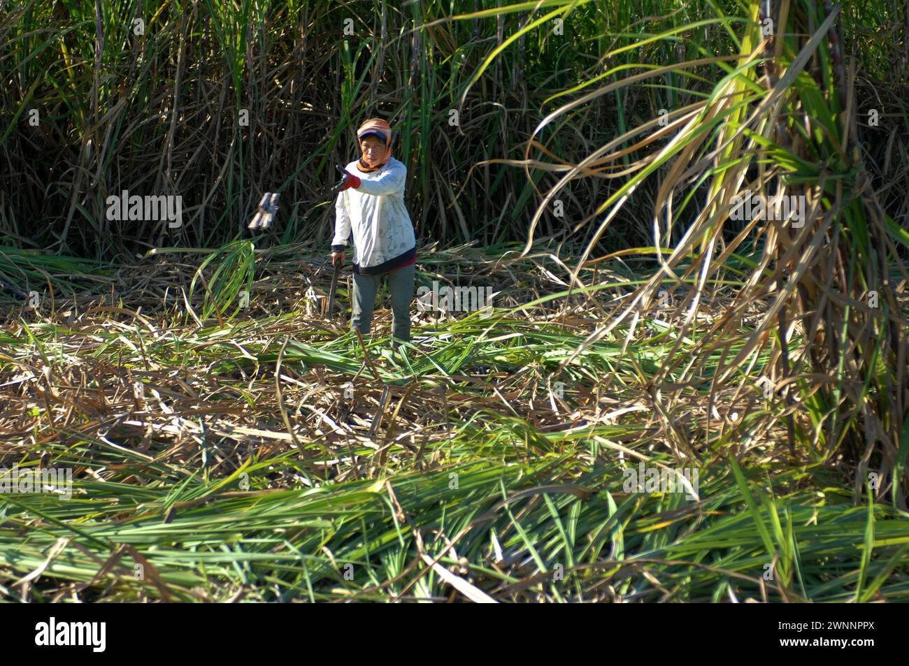Sugar cane workers on a local sugar cane farm, near Cadiz City, Negros ...