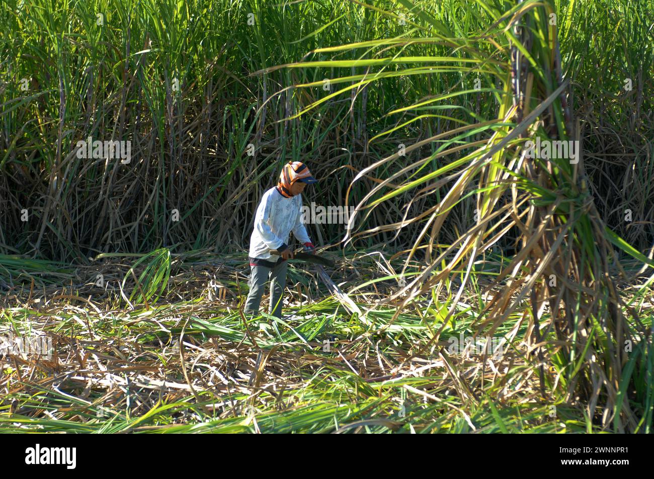 Sugar cane workers on a local sugar cane farm, near Cadiz City, Negros ...