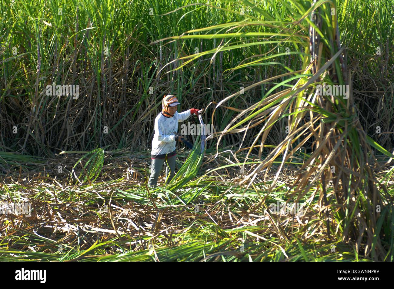 Sugar cane workers on a local sugar cane farm, near Cadiz City, Negros ...