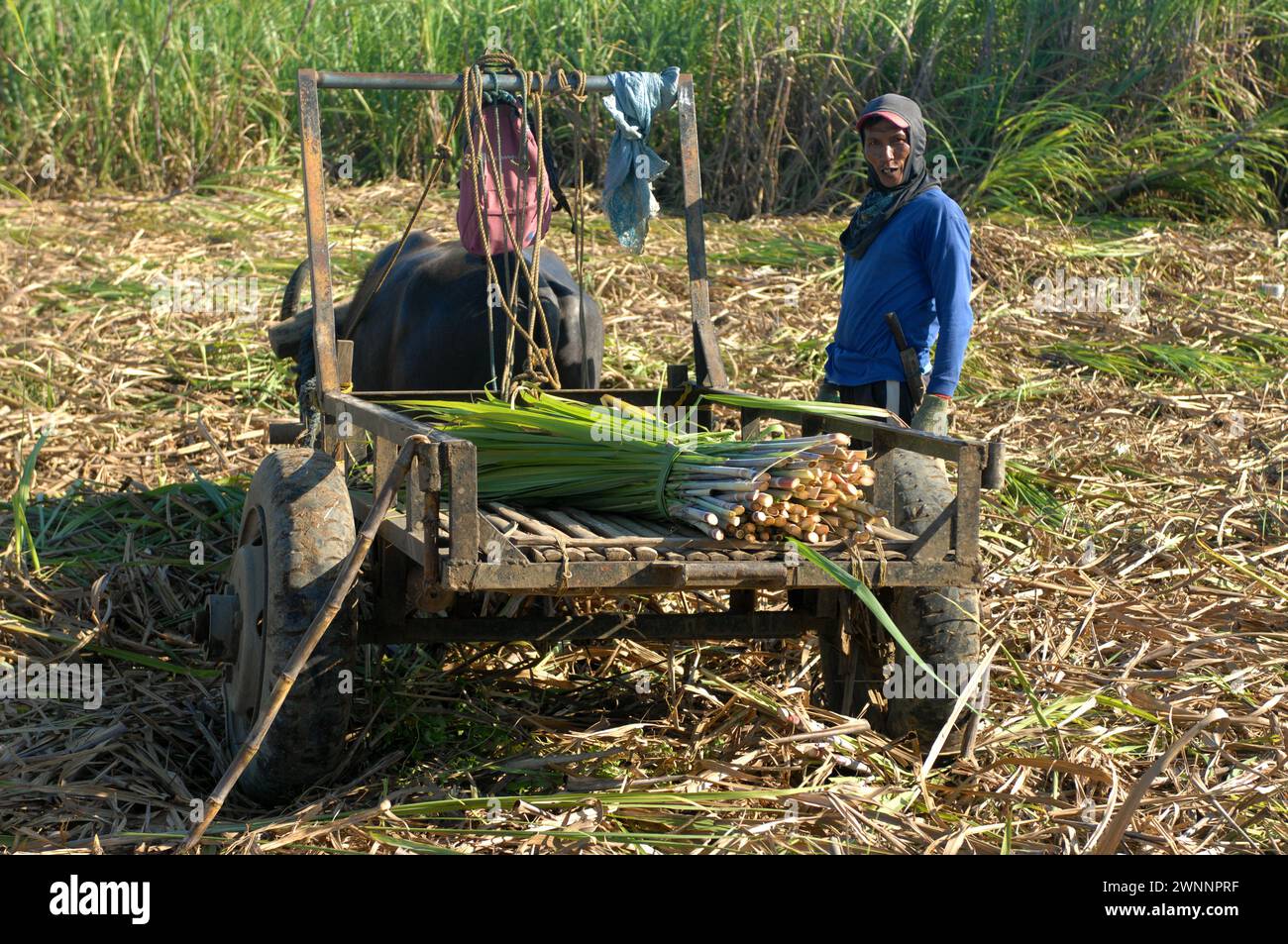 Sugar cane workers on a local sugar cane farm, near Cadiz City, Negros ...