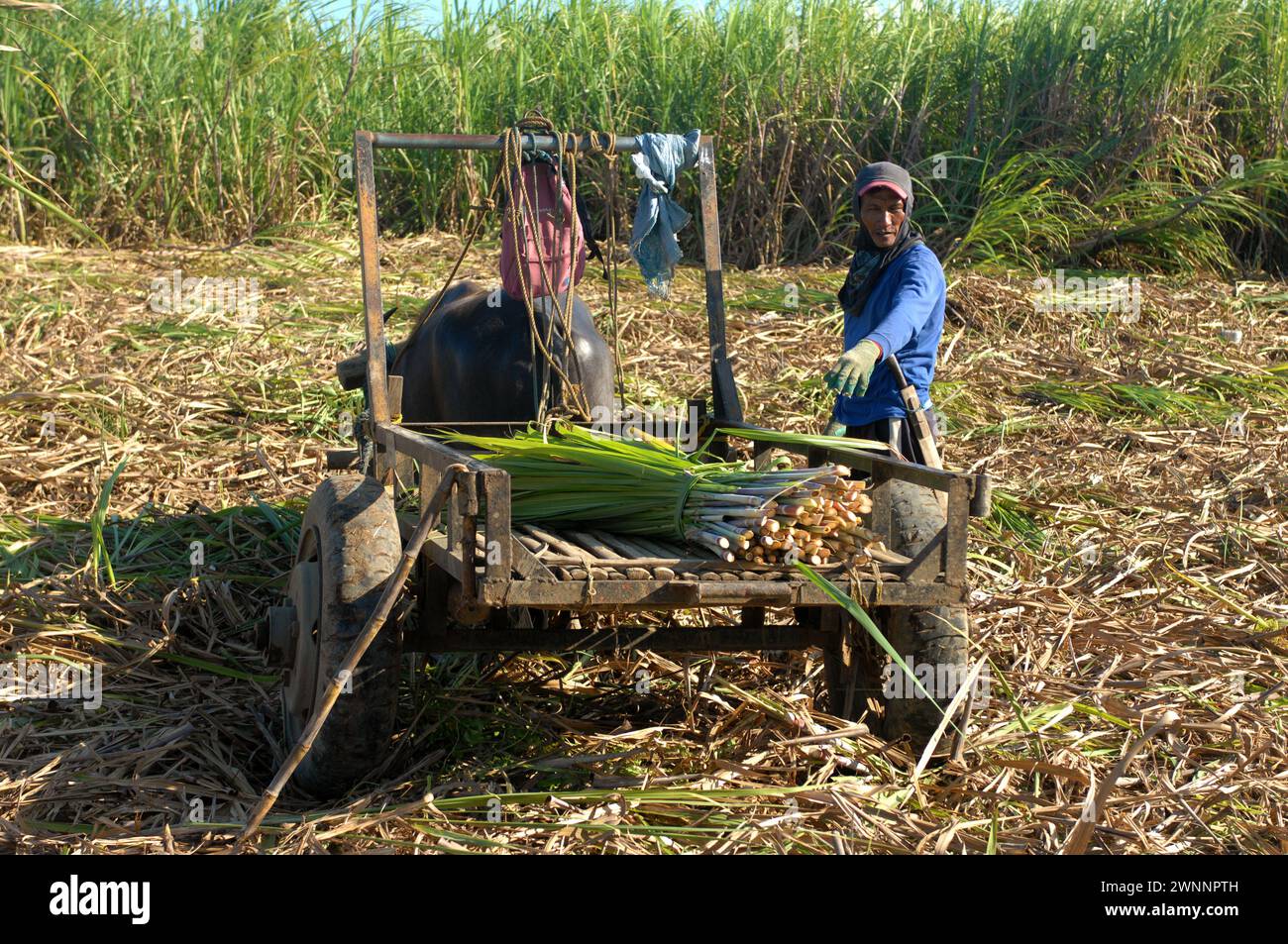 Sugar cane workers on a local sugar cane farm, near Cadiz City, Negros ...