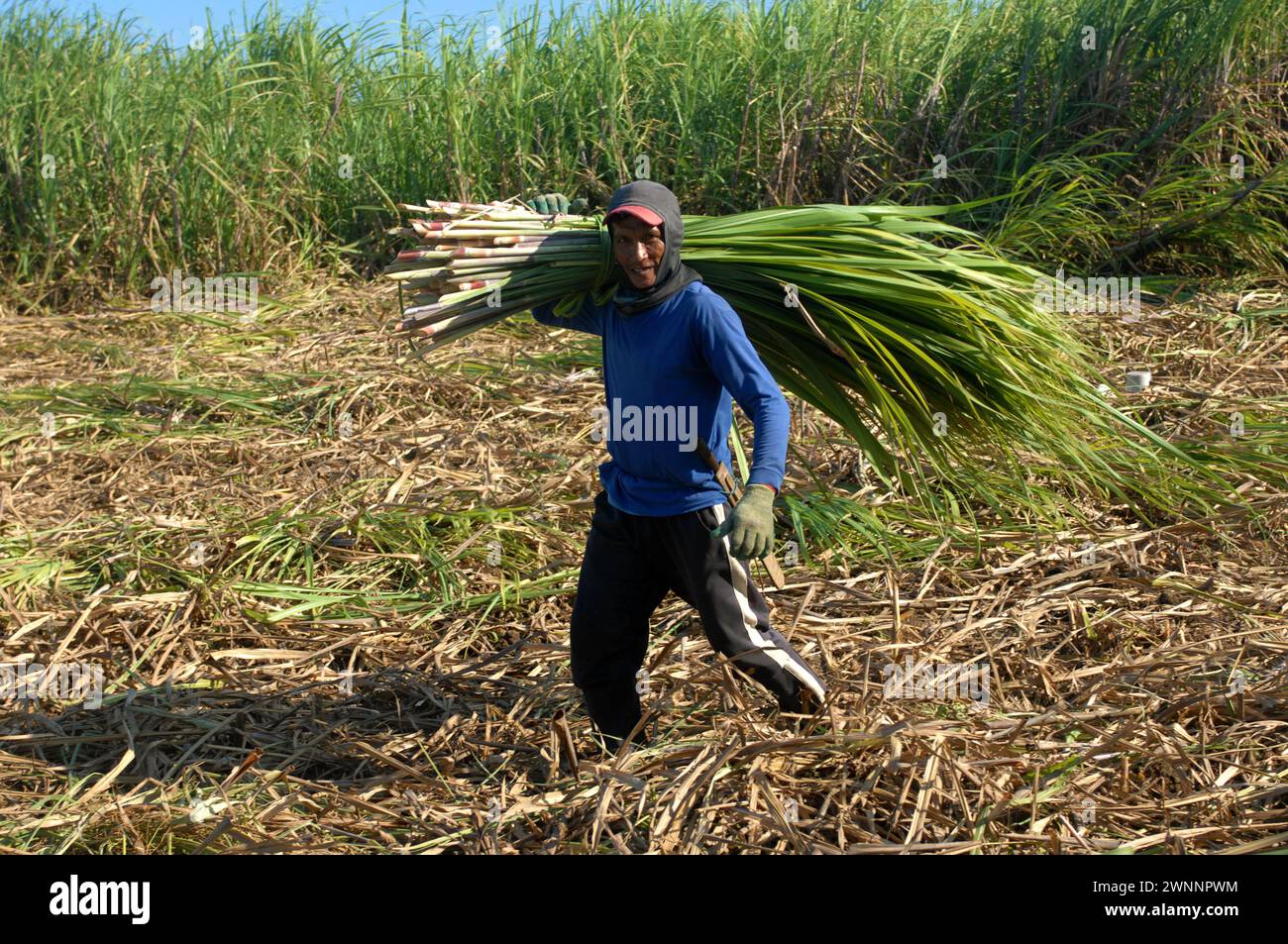 Sugar cane workers on a local sugar cane farm, near Cadiz City, Negros ...
