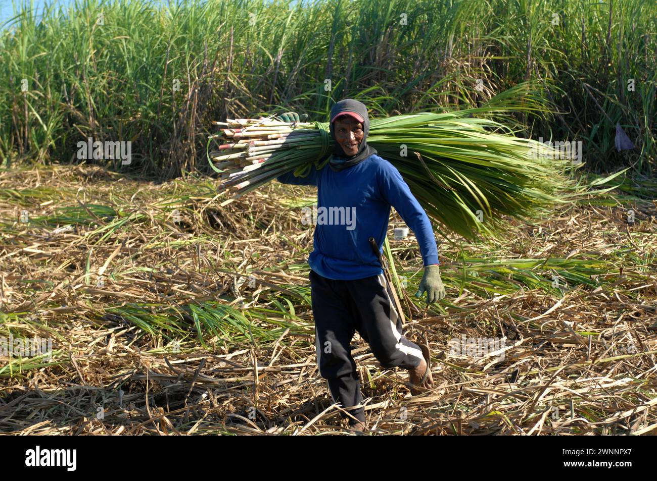 Sugar cane workers on a local sugar cane farm, near Cadiz City, Negros ...