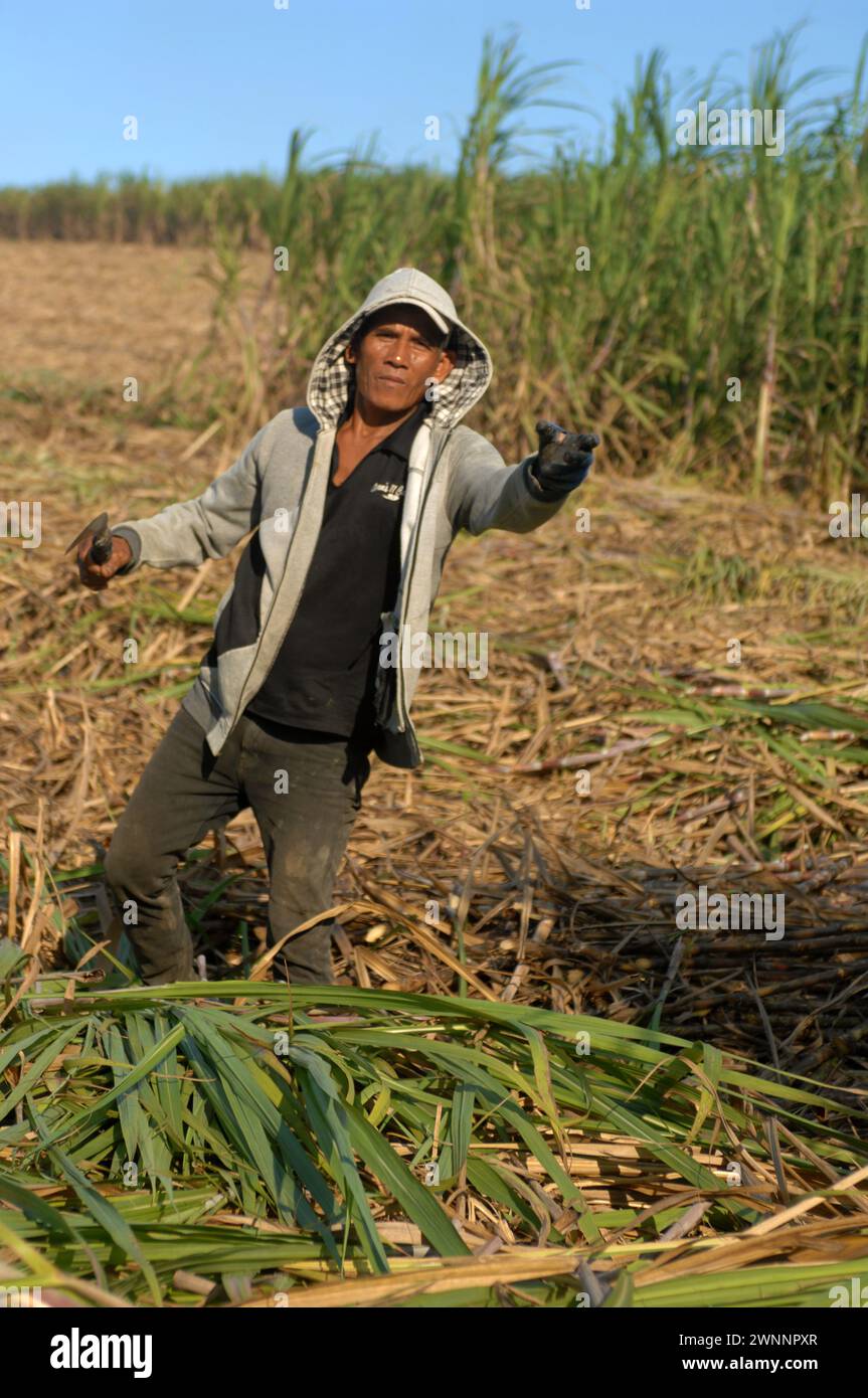 Sugar cane workers on a local sugar cane farm, near Cadiz City, Negros ...