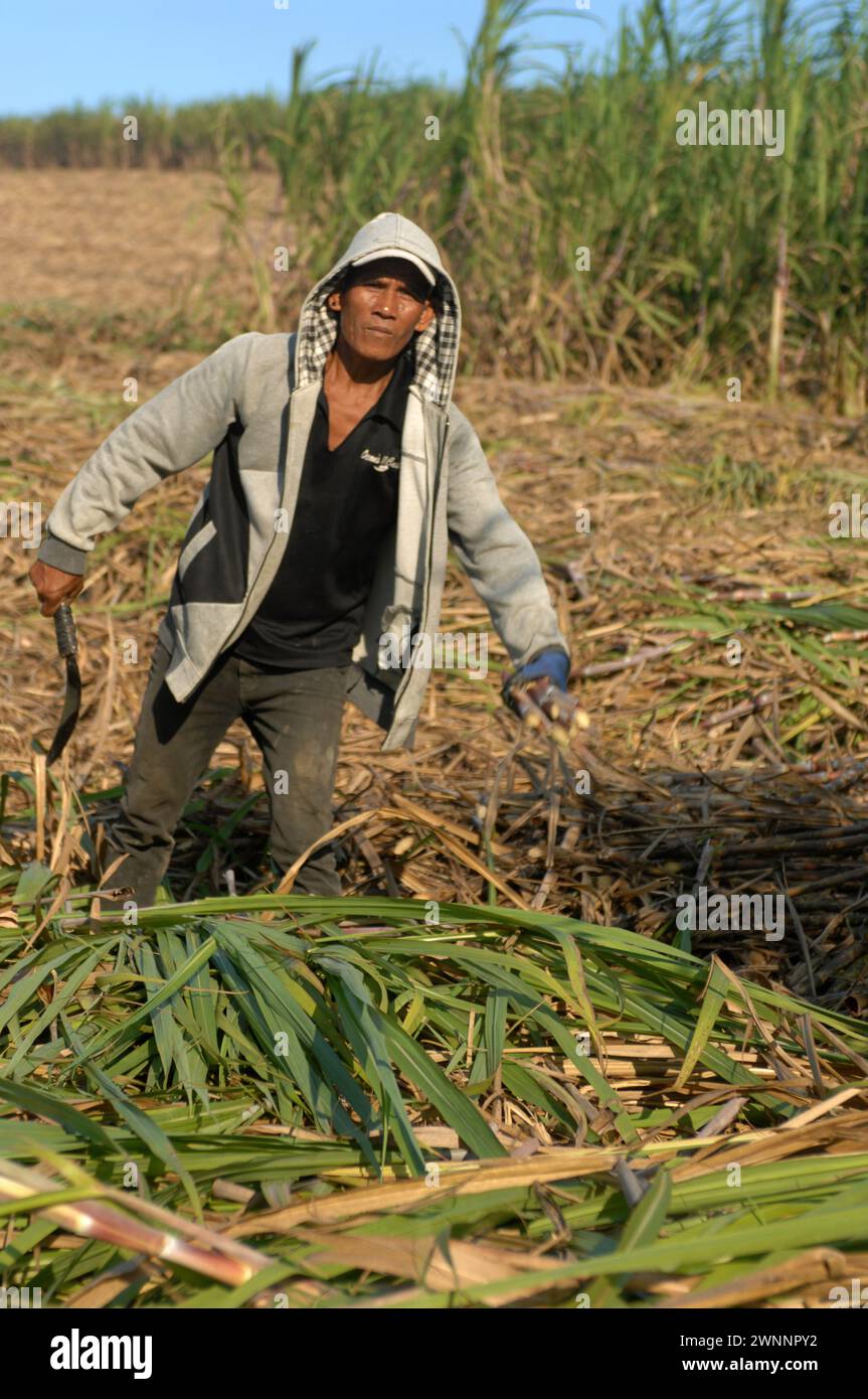 Sugar cane workers on a local sugar cane farm, near Cadiz City, Negros ...