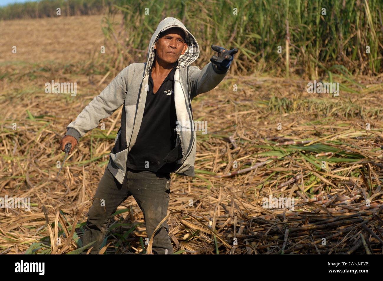 Sugar cane workers on a local sugar cane farm, near Cadiz City, Negros ...