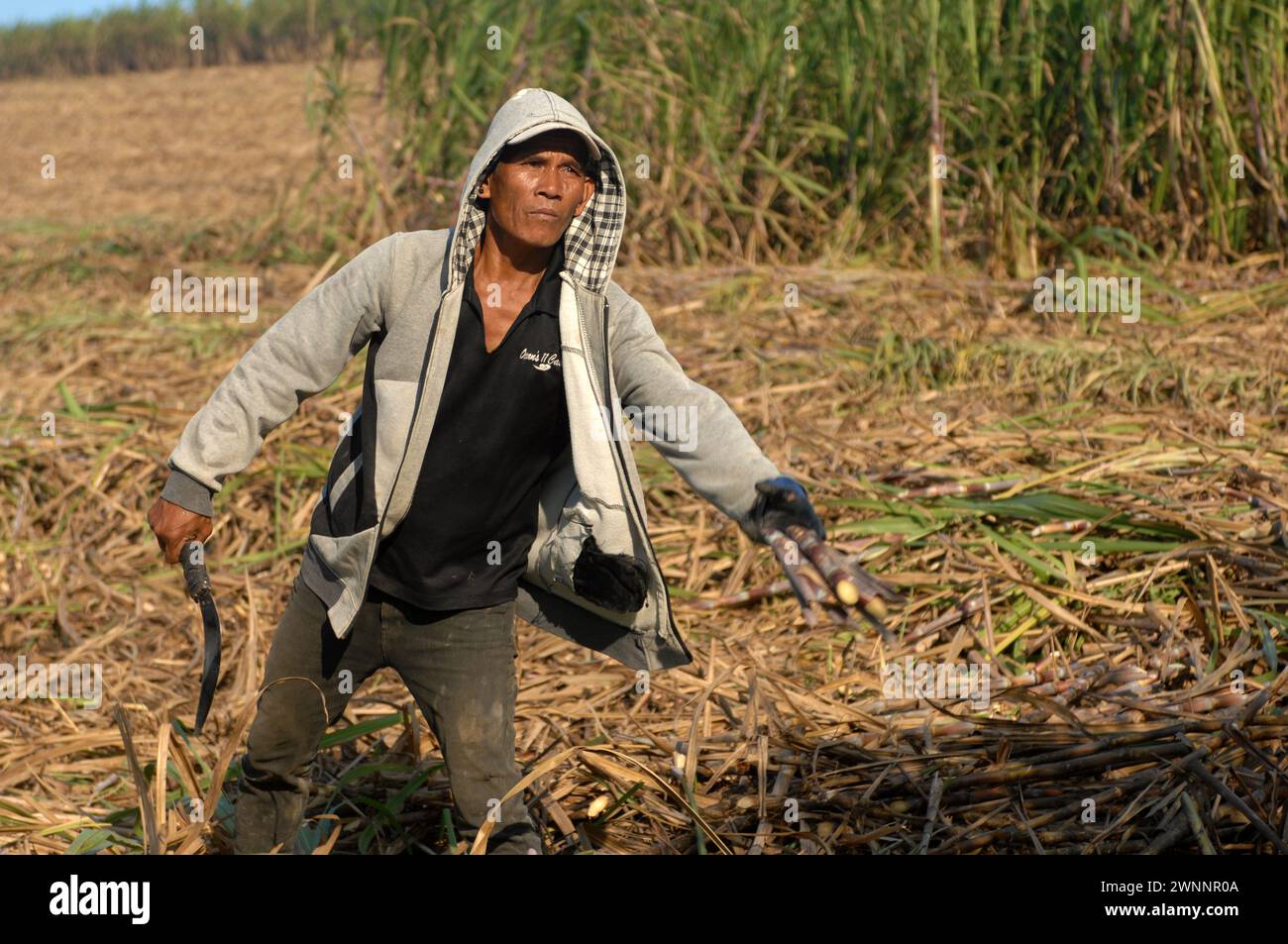 Sugar cane workers on a local sugar cane farm, near Cadiz City, Negros ...