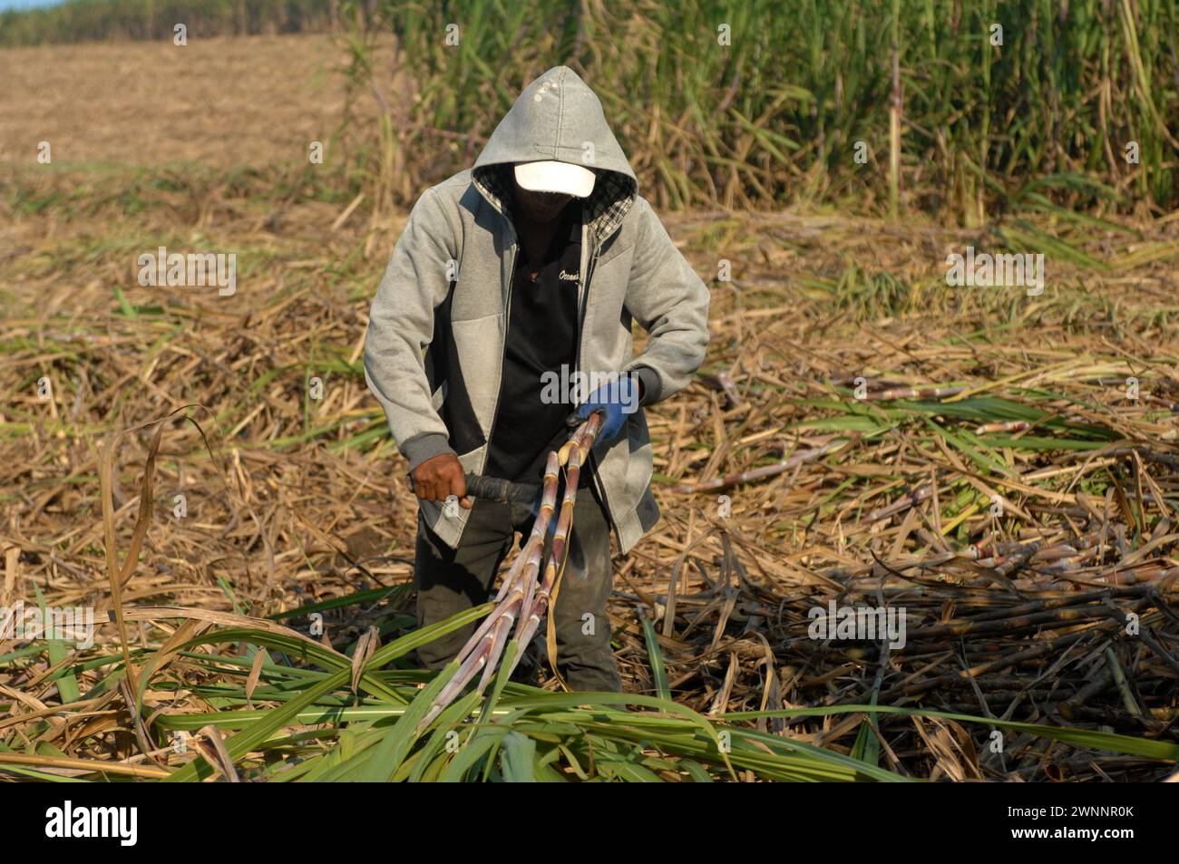 Sugar cane workers on a local sugar cane farm, near Cadiz City, Negros ...