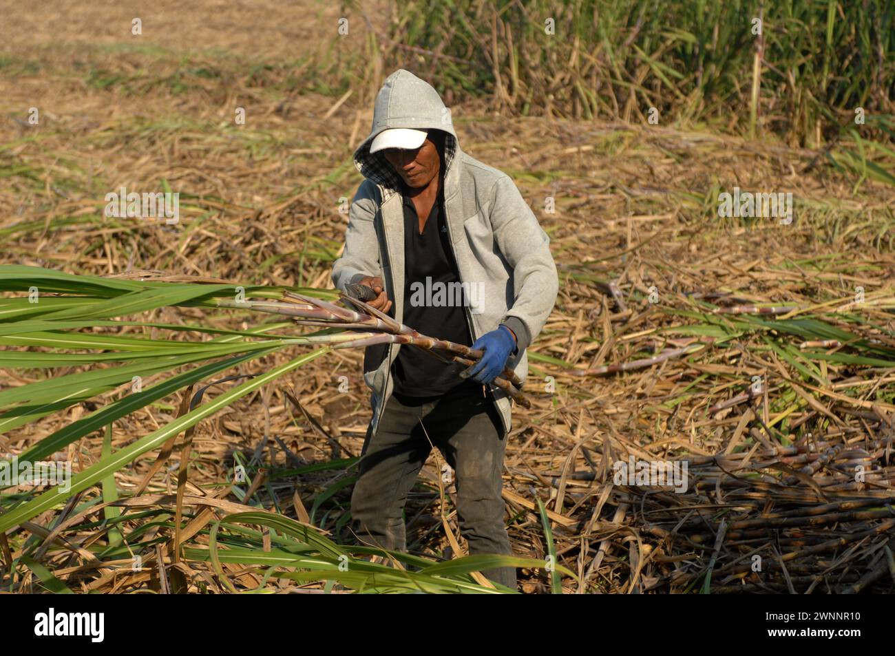 Sugar cane workers on a local sugar cane farm, near Cadiz City, Negros ...