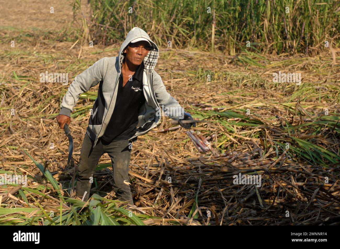 Sugar cane workers on a local sugar cane farm, near Cadiz City, Negros ...