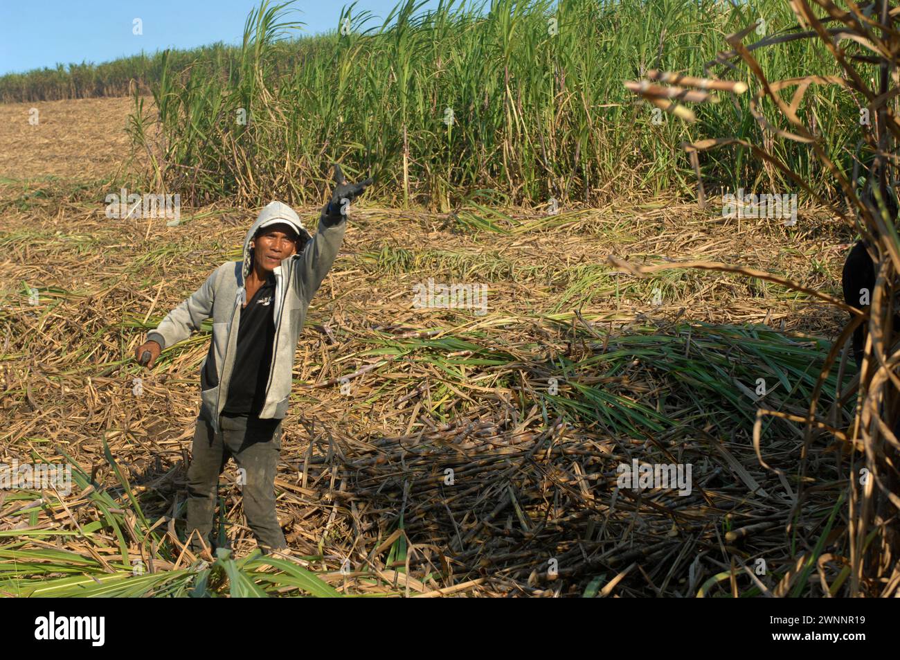 Sugar cane workers on a local sugar cane farm, near Cadiz City, Negros ...