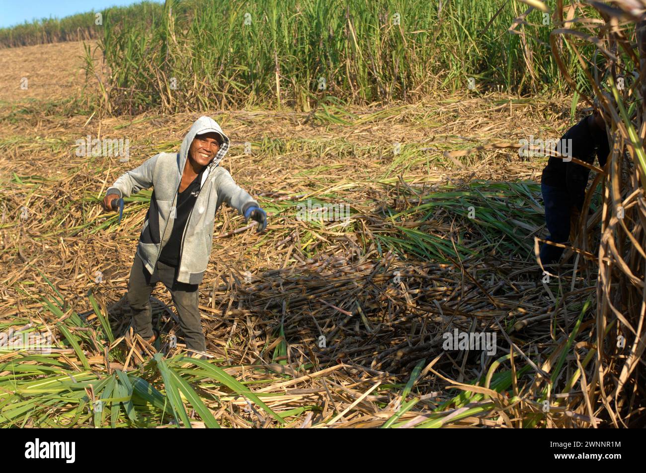Sugar cane workers on a local sugar cane farm, near Cadiz City, Negros ...