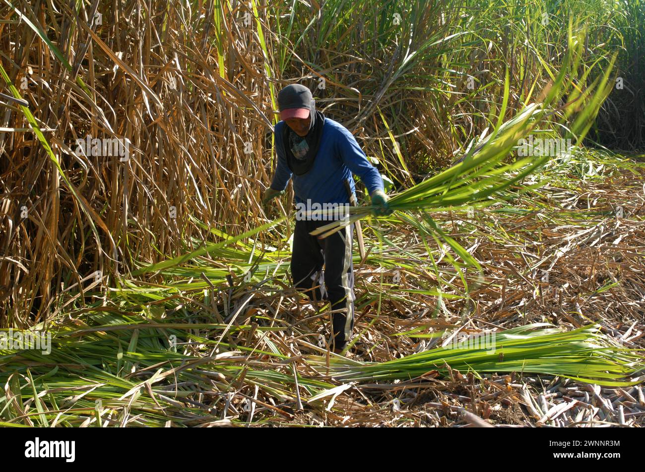 Sugar cane workers on a local sugar cane farm, near Cadiz City, Negros ...