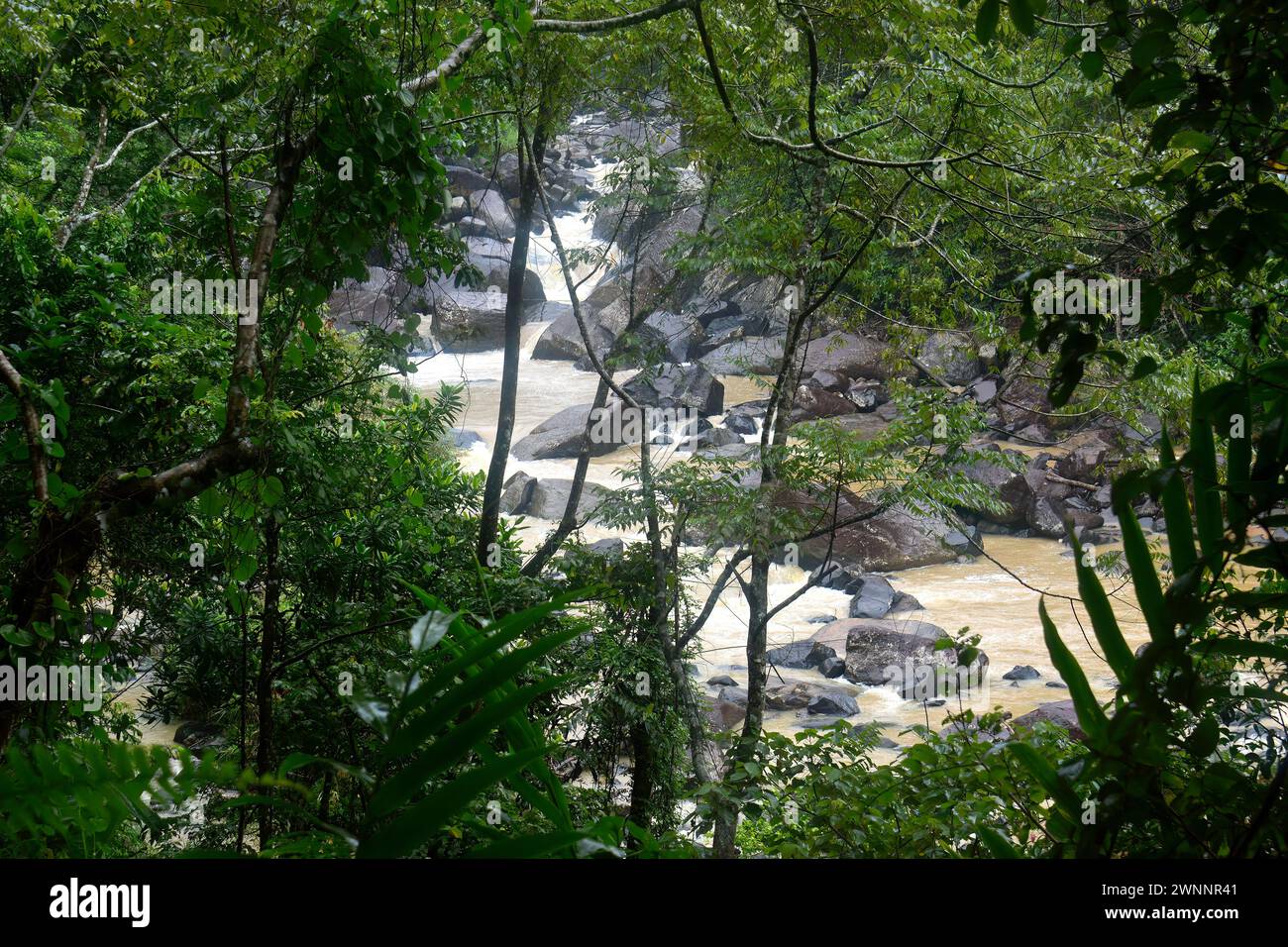 Sinharaja Forest Reserve, Srí Lanka, Asia, UNESCO World Heritage Site ...