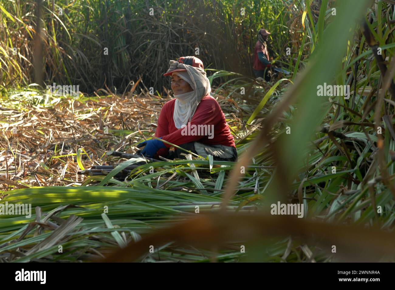 Sugar cane workers on a local sugar cane farm, near Cadiz City, Negros ...