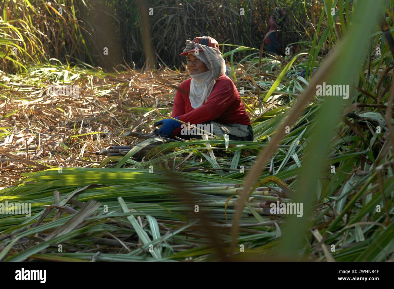 Sugar cane workers on a local sugar cane farm, near Cadiz City, Negros ...