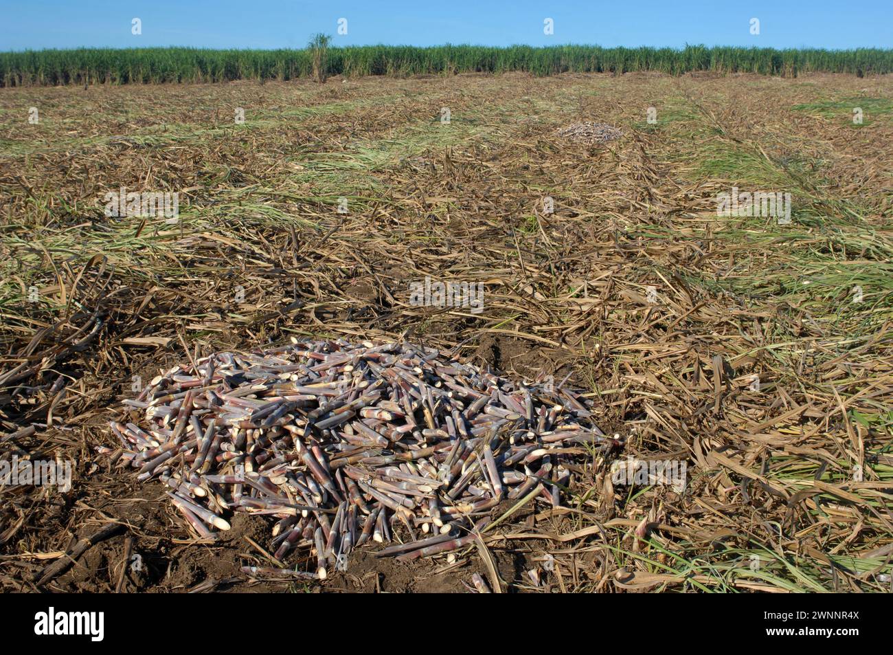 Sugar cane workers on a local sugar cane farm, near Cadiz City, Negros ...