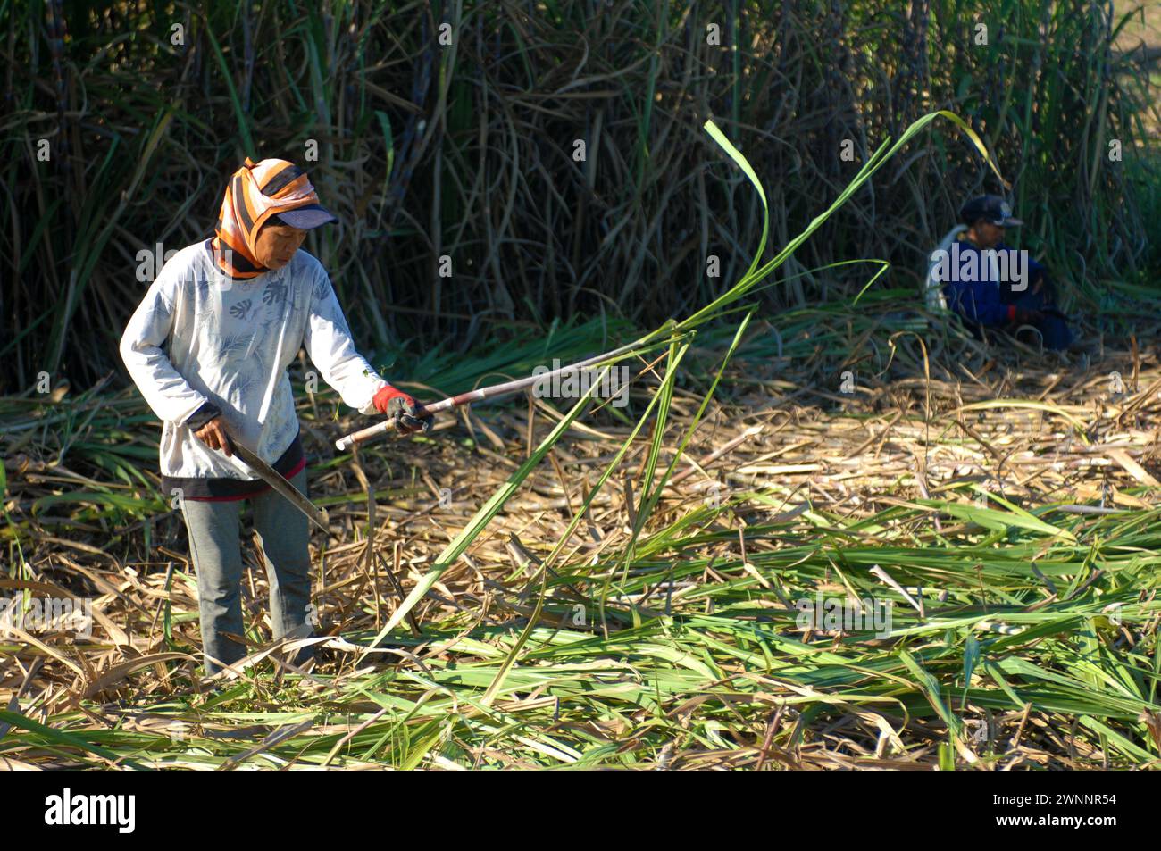 Sugar cane workers on a local sugar cane farm, near Cadiz City, Negros ...