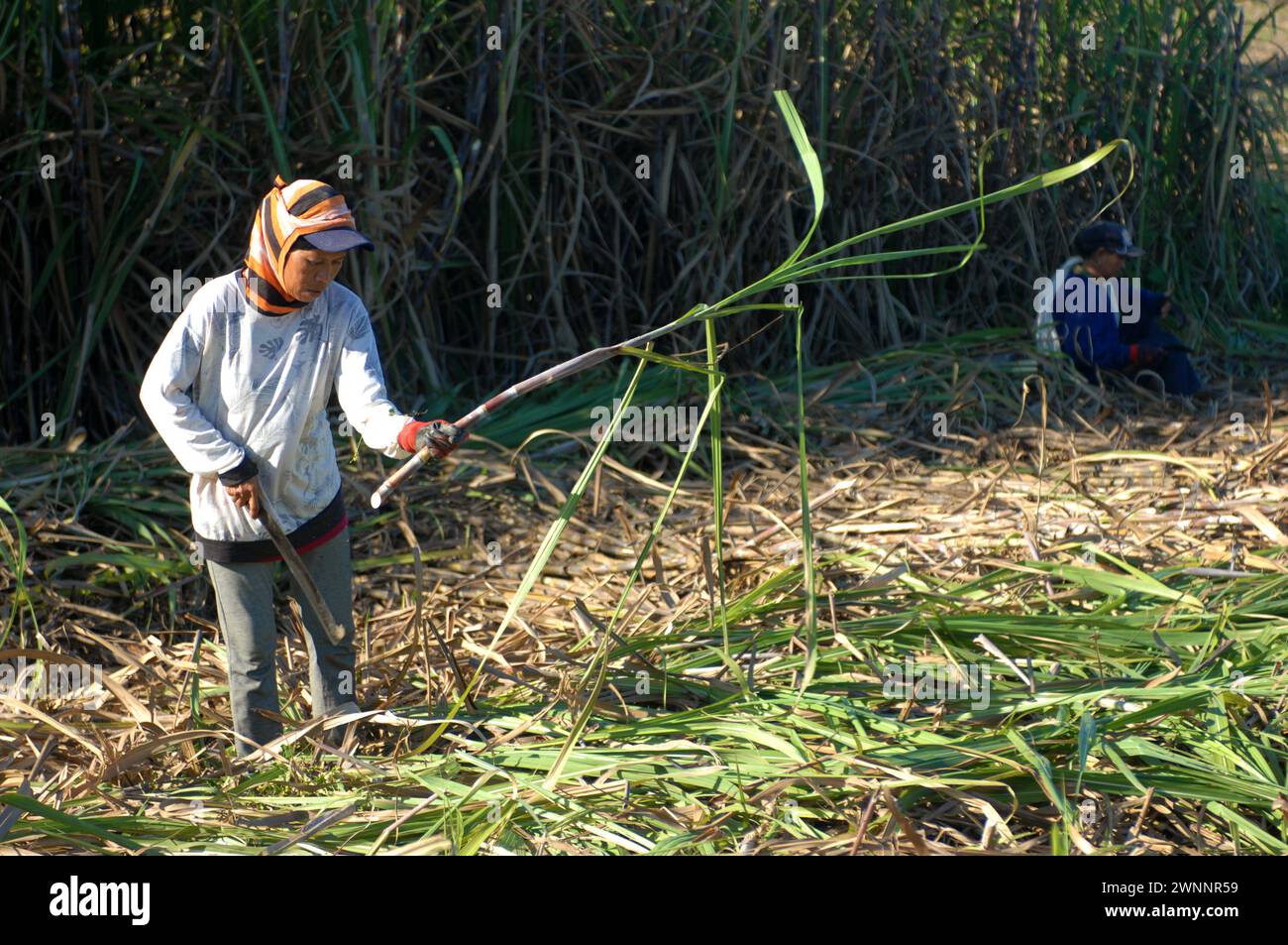 Sugar cane workers on a local sugar cane farm, near Cadiz City, Negros ...