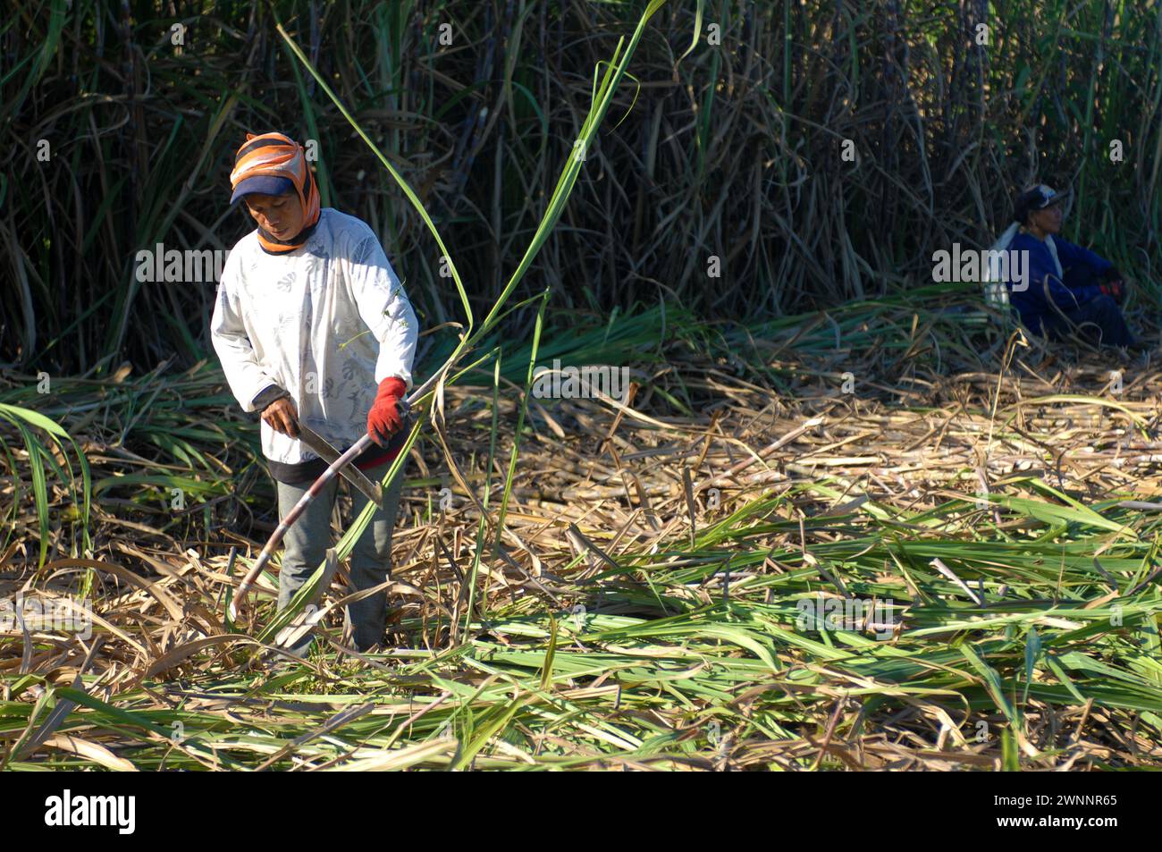 Sugar cane workers on a local sugar cane farm, near Cadiz City, Negros ...