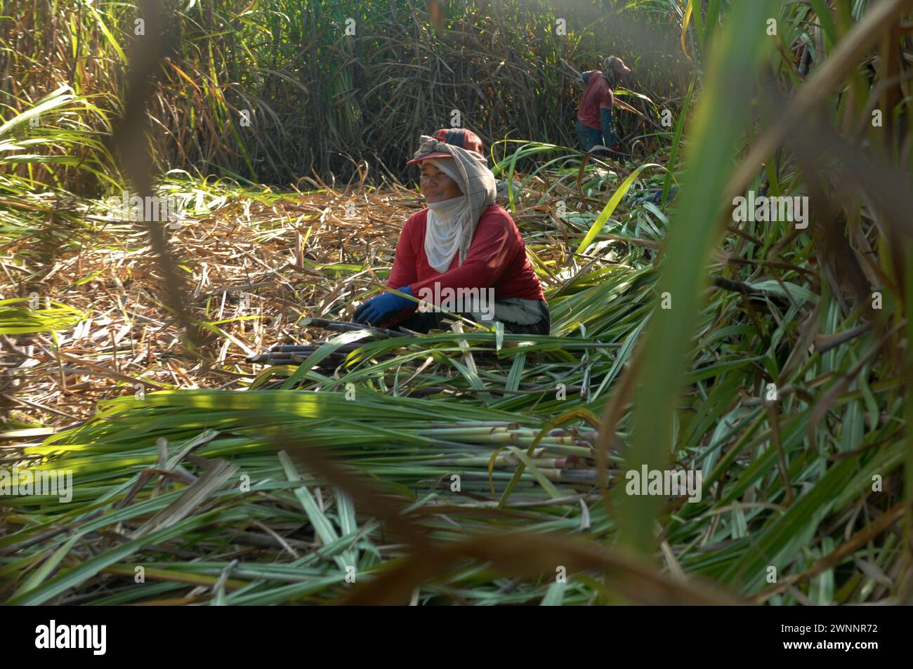 Sugar cane workers on a local sugar cane farm, near Cadiz City, Negros ...