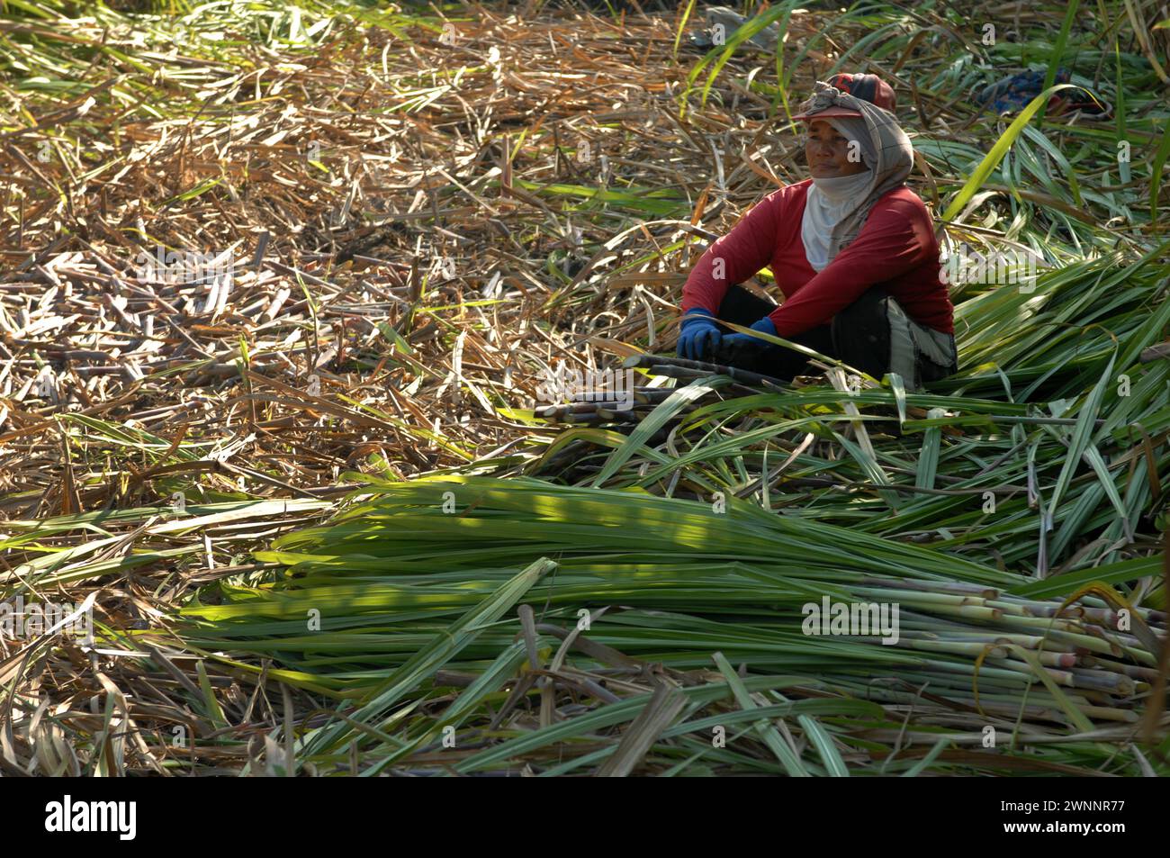 Sugar cane workers on a local sugar cane farm, near Cadiz City, Negros ...