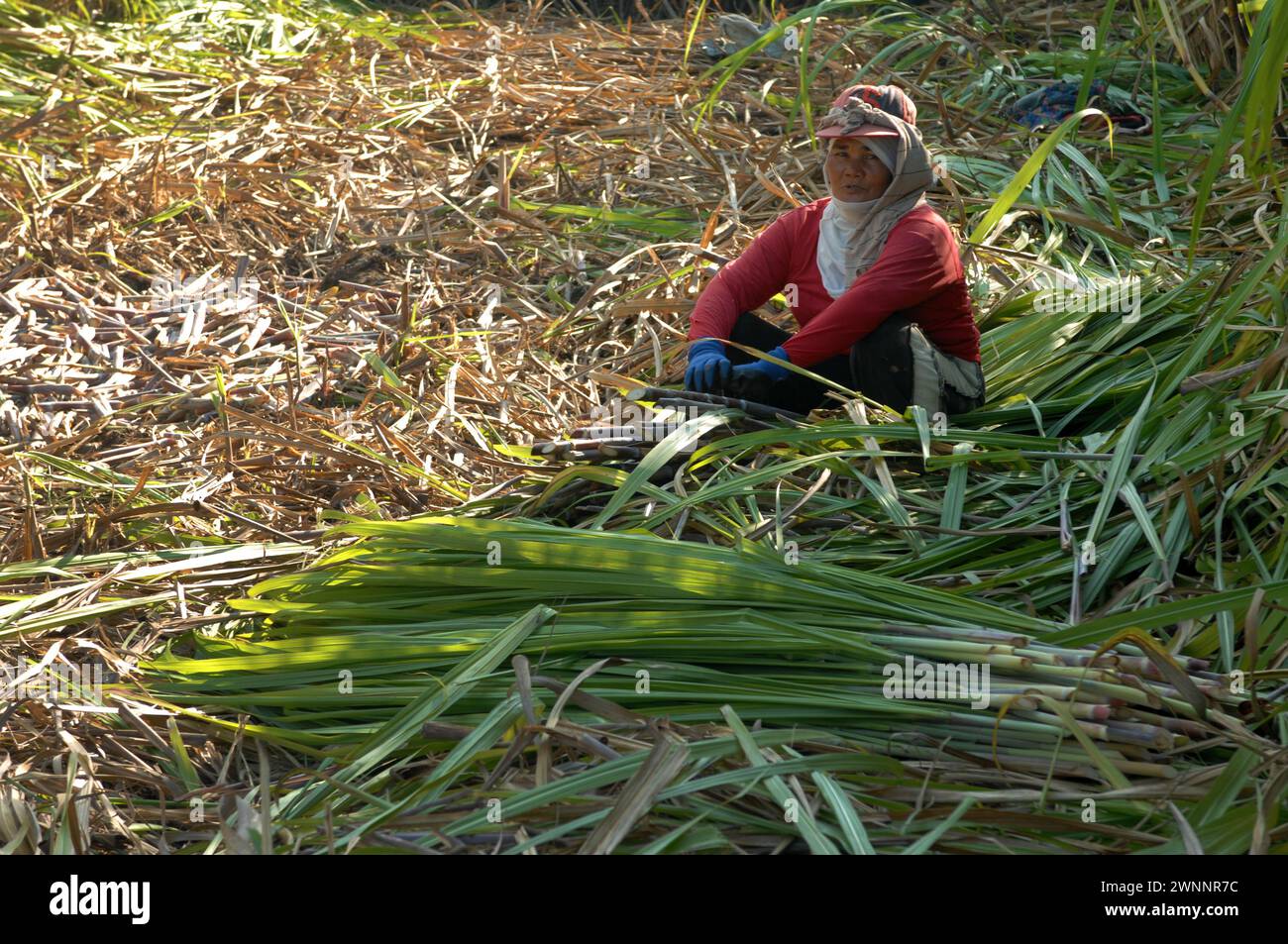 Sugar cane workers on a local sugar cane farm, near Cadiz City, Negros ...
