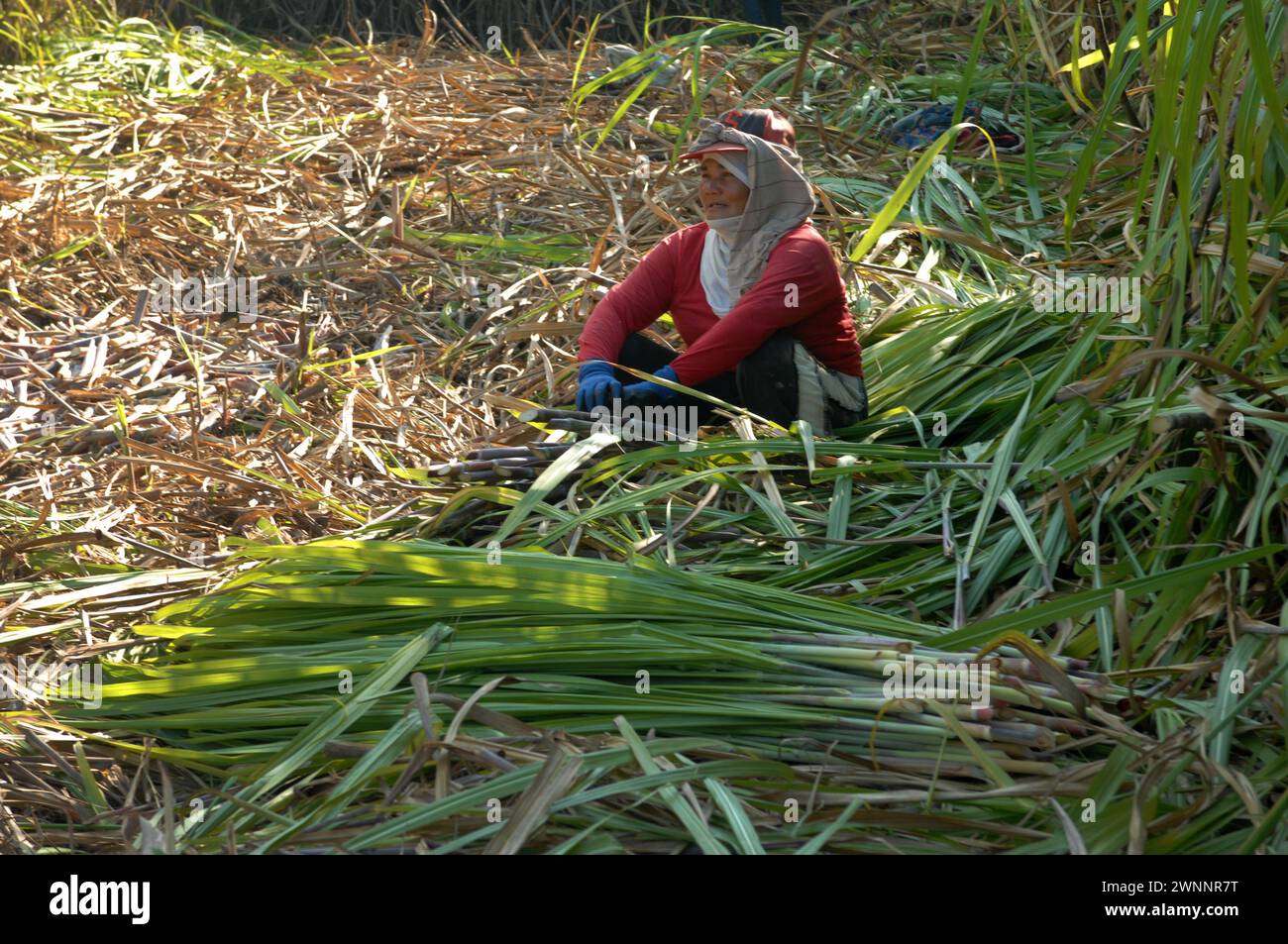 Sugar cane workers on a local sugar cane farm, near Cadiz City, Negros ...