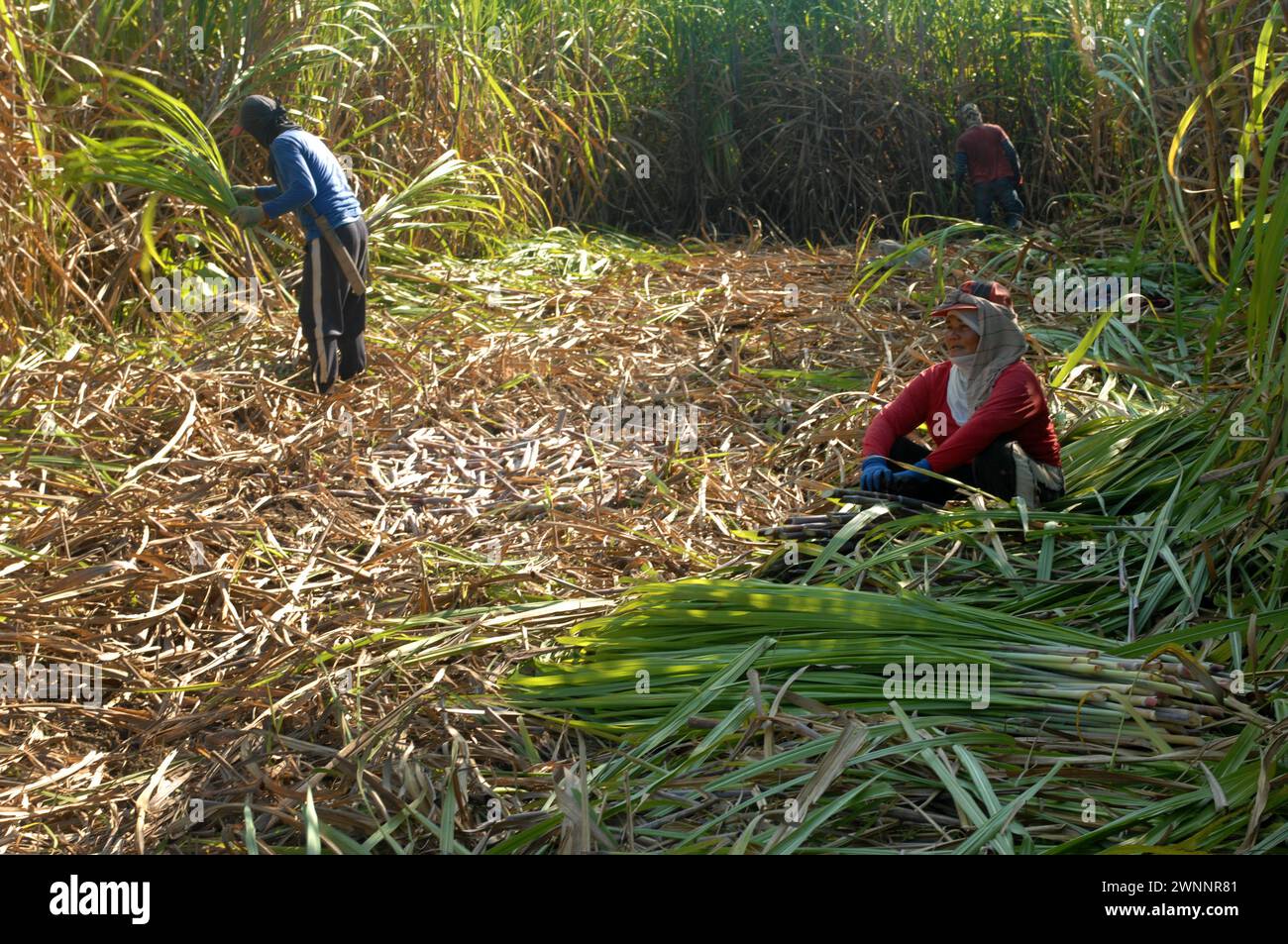 Sugar cane workers on a local sugar cane farm, near Cadiz City, Negros ...