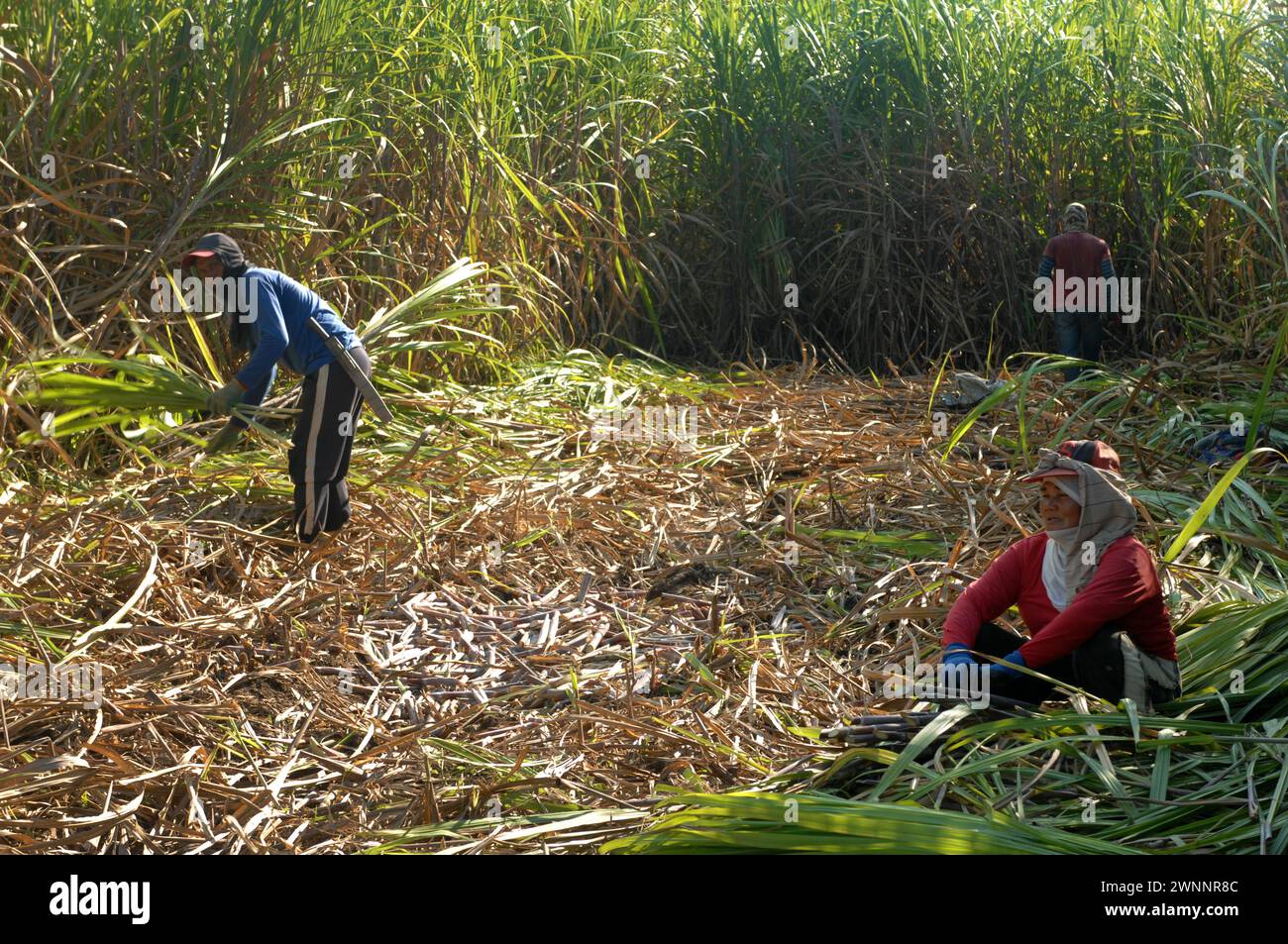 Sugar cane workers on a local sugar cane farm, near Cadiz City, Negros ...