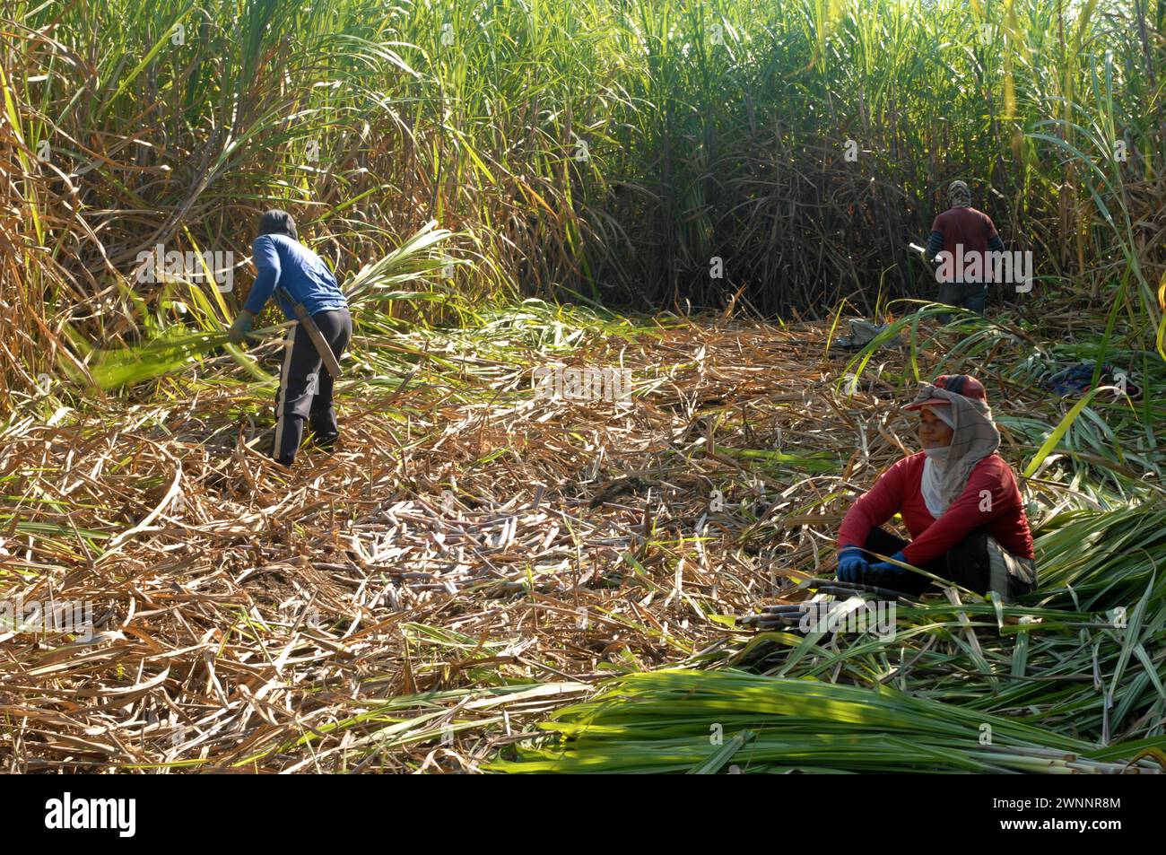 Sugar cane workers on a local sugar cane farm, near Cadiz City, Negros ...