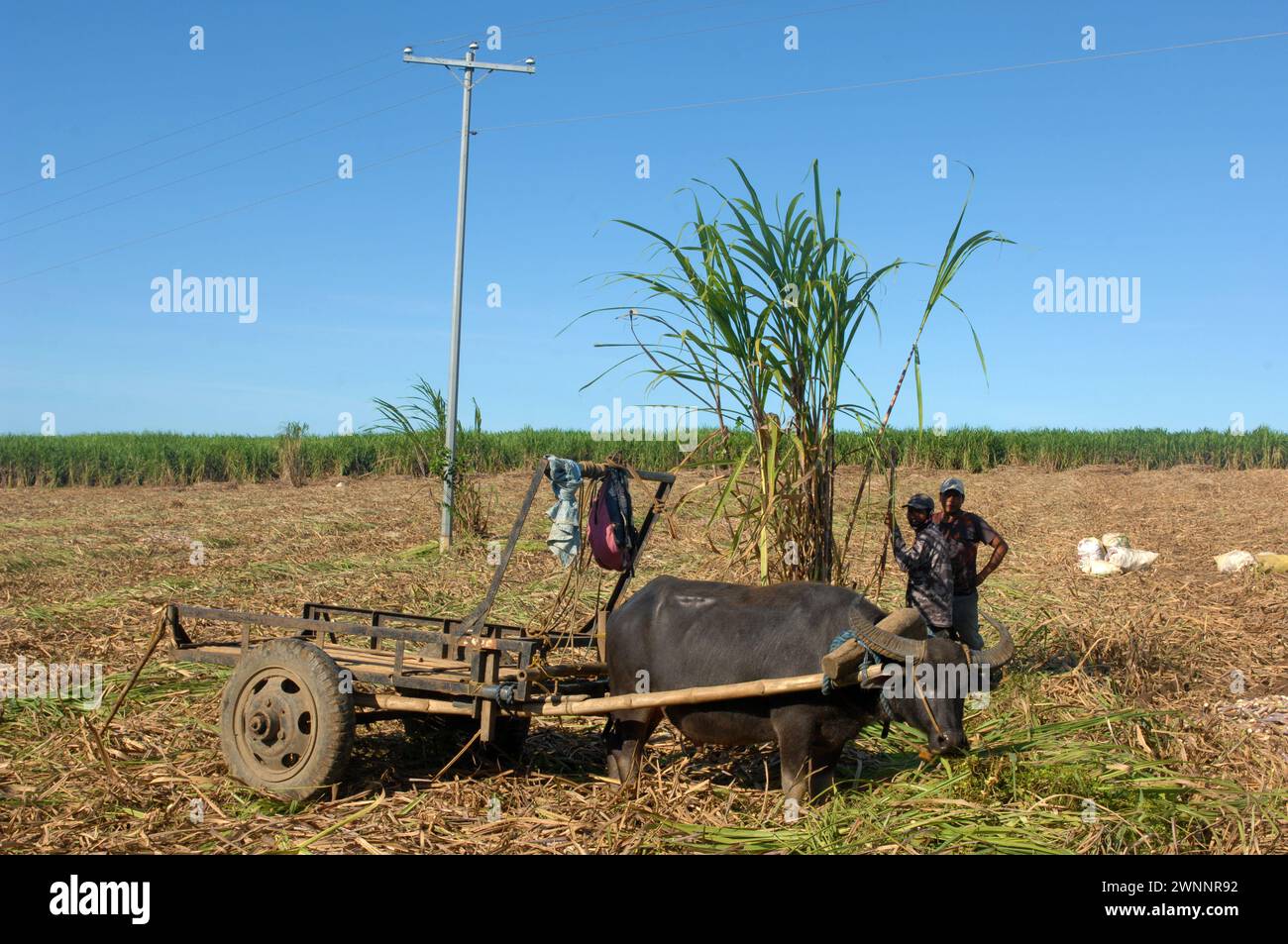 Sugar cane workers on a local sugar cane farm, near Cadiz City, Negros ...
