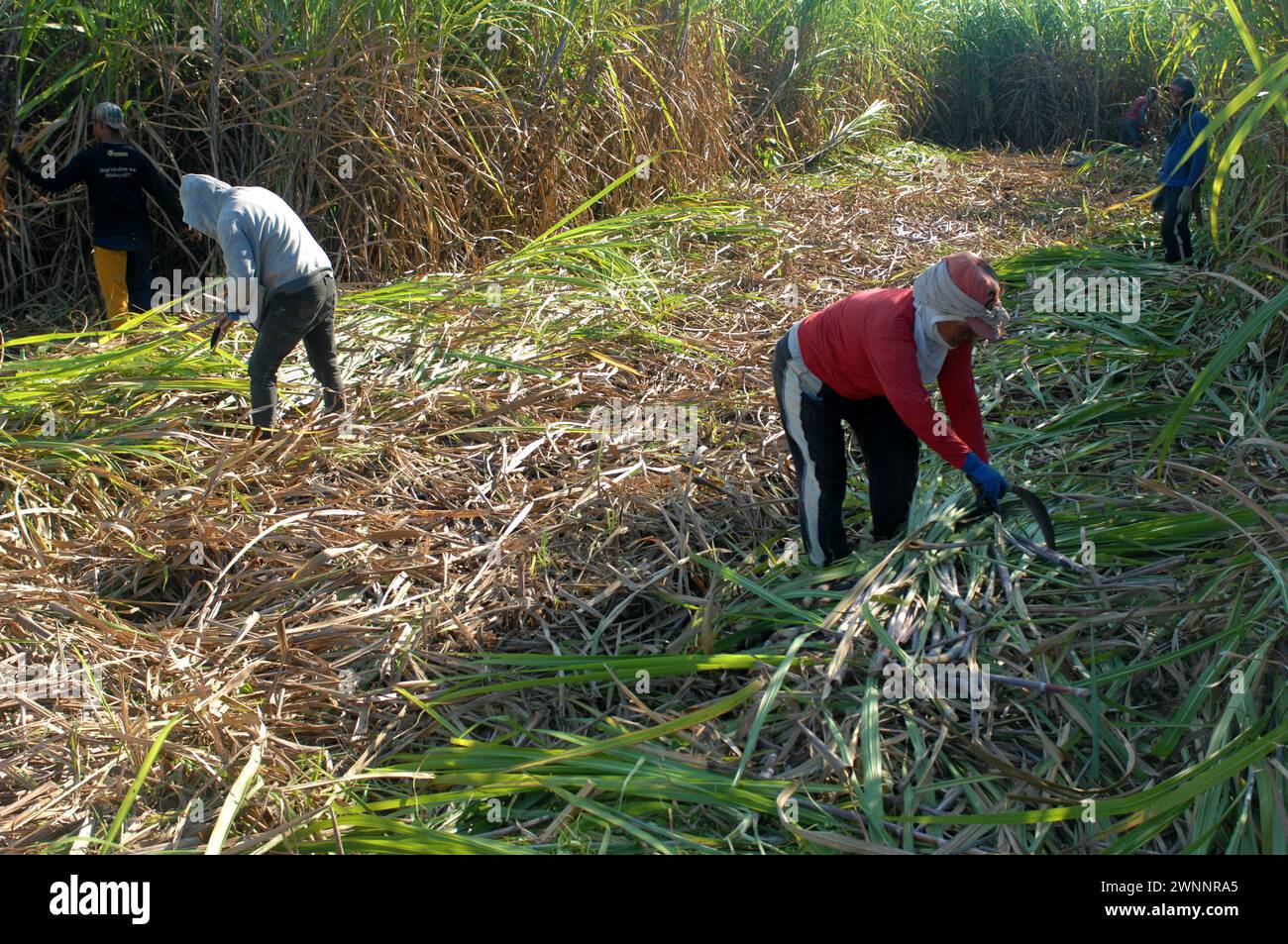 Sugar cane workers on a local sugar cane farm, near Cadiz City, Negros ...