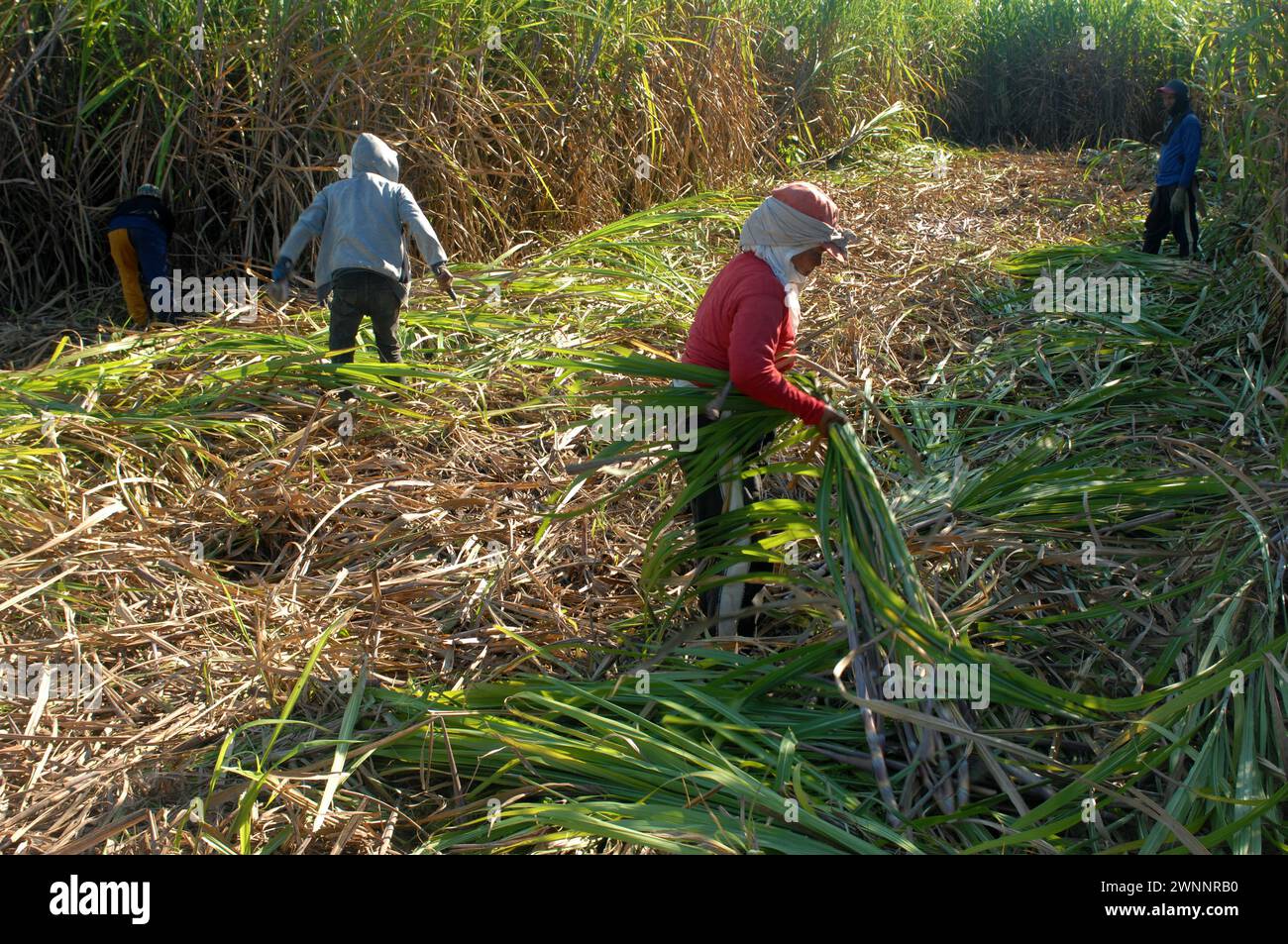 Sugar cane workers on a local sugar cane farm, near Cadiz City, Negros ...