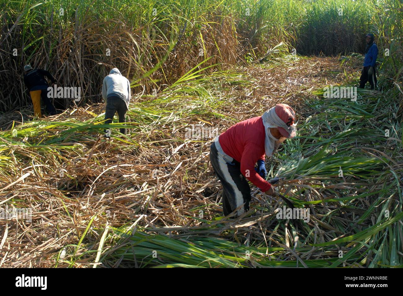 Sugar cane workers on a local sugar cane farm, near Cadiz City, Negros ...