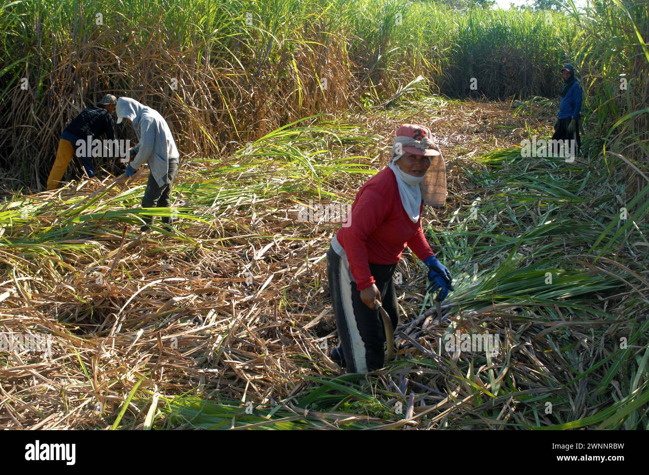 Sugar cane workers on a local sugar cane farm, near Cadiz City, Negros ...