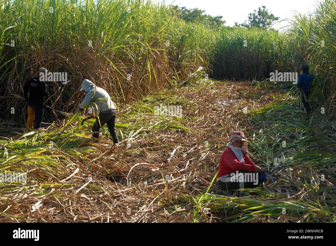 Sugar cane workers on a local sugar cane farm, near Cadiz City, Negros ...