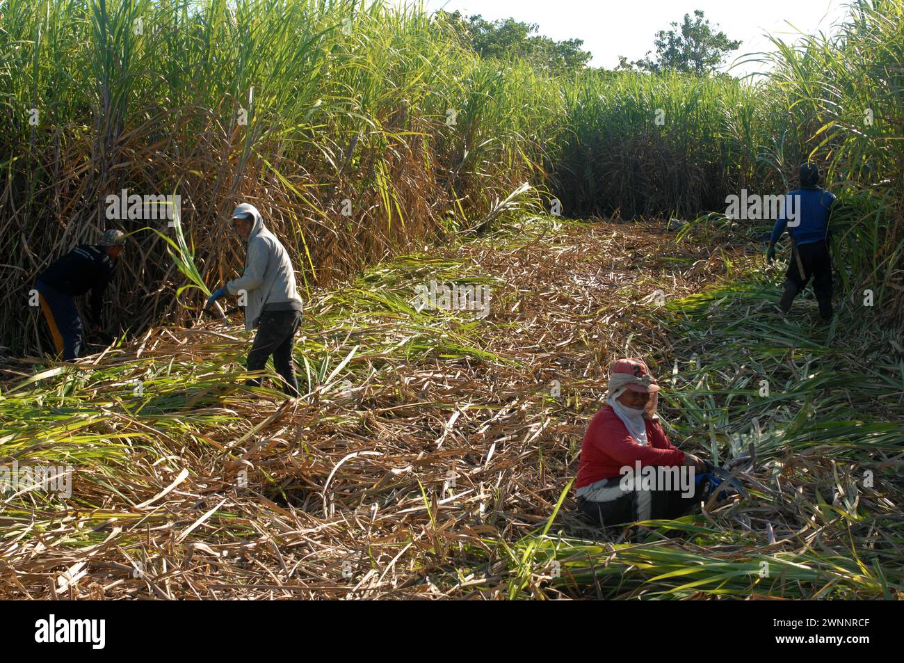 Sugar cane workers on a local sugar cane farm, near Cadiz City, Negros ...