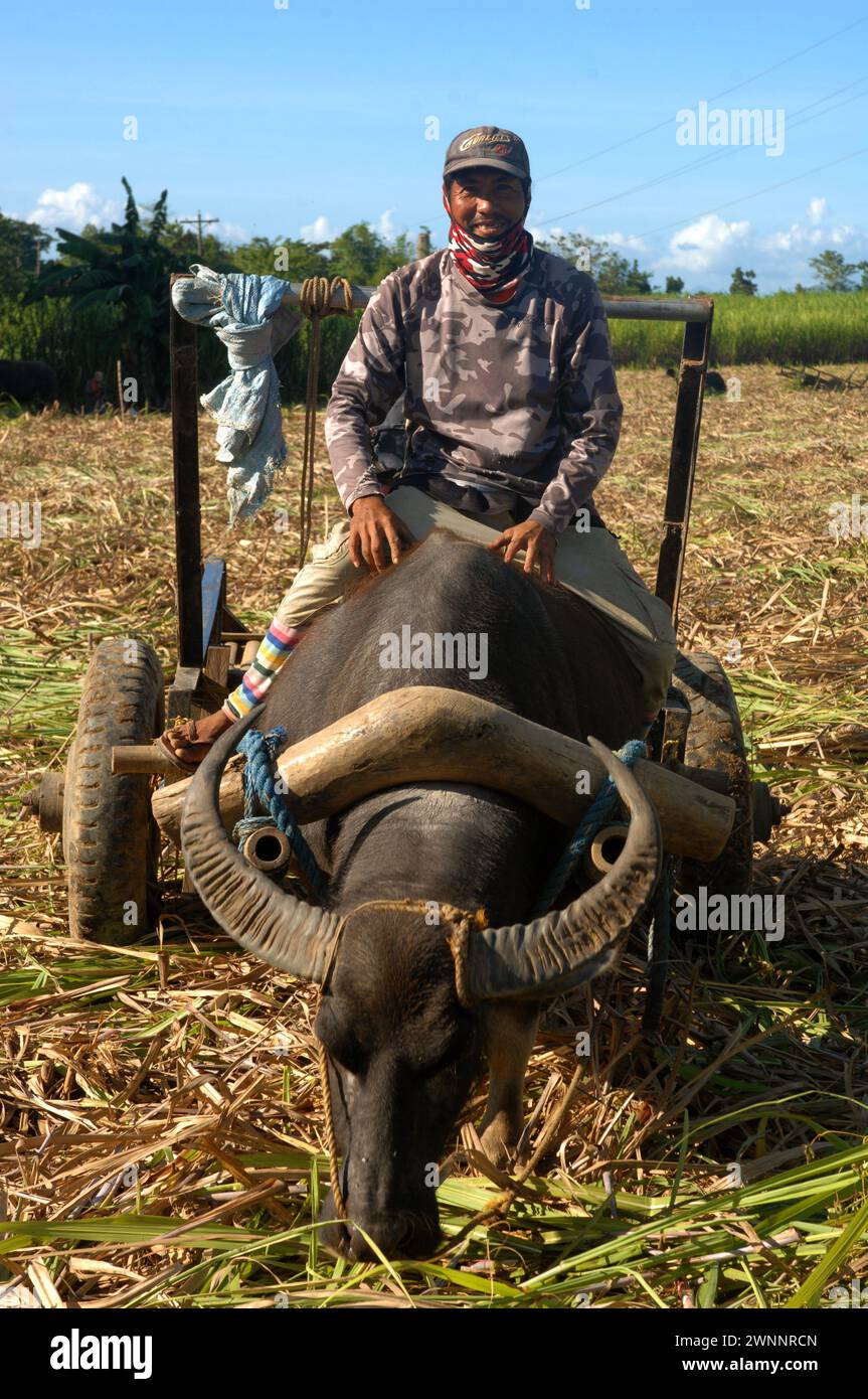 Carabao cart hi-res stock photography and images - Alamy