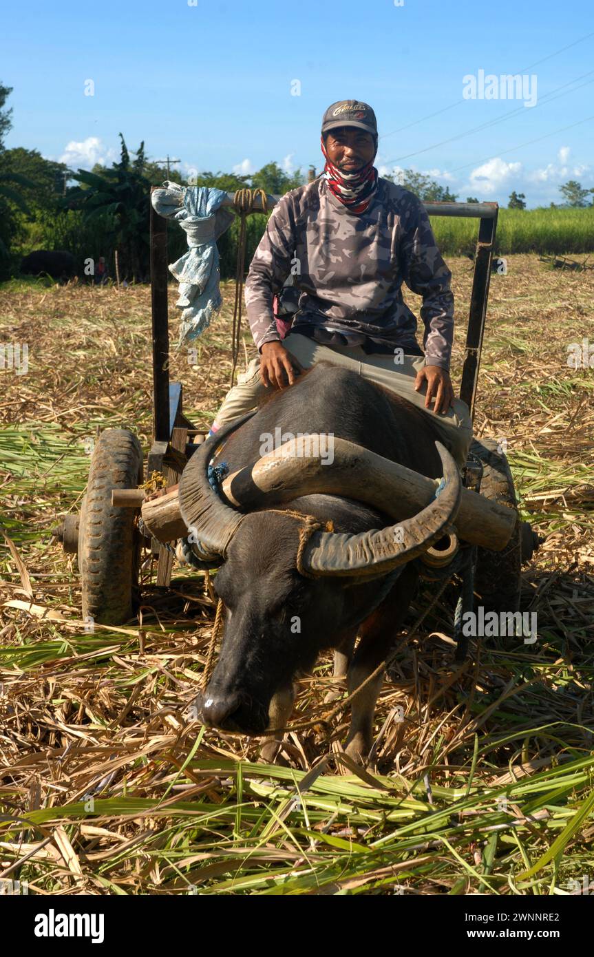 Kalabaw hi-res stock photography and images - Alamy
